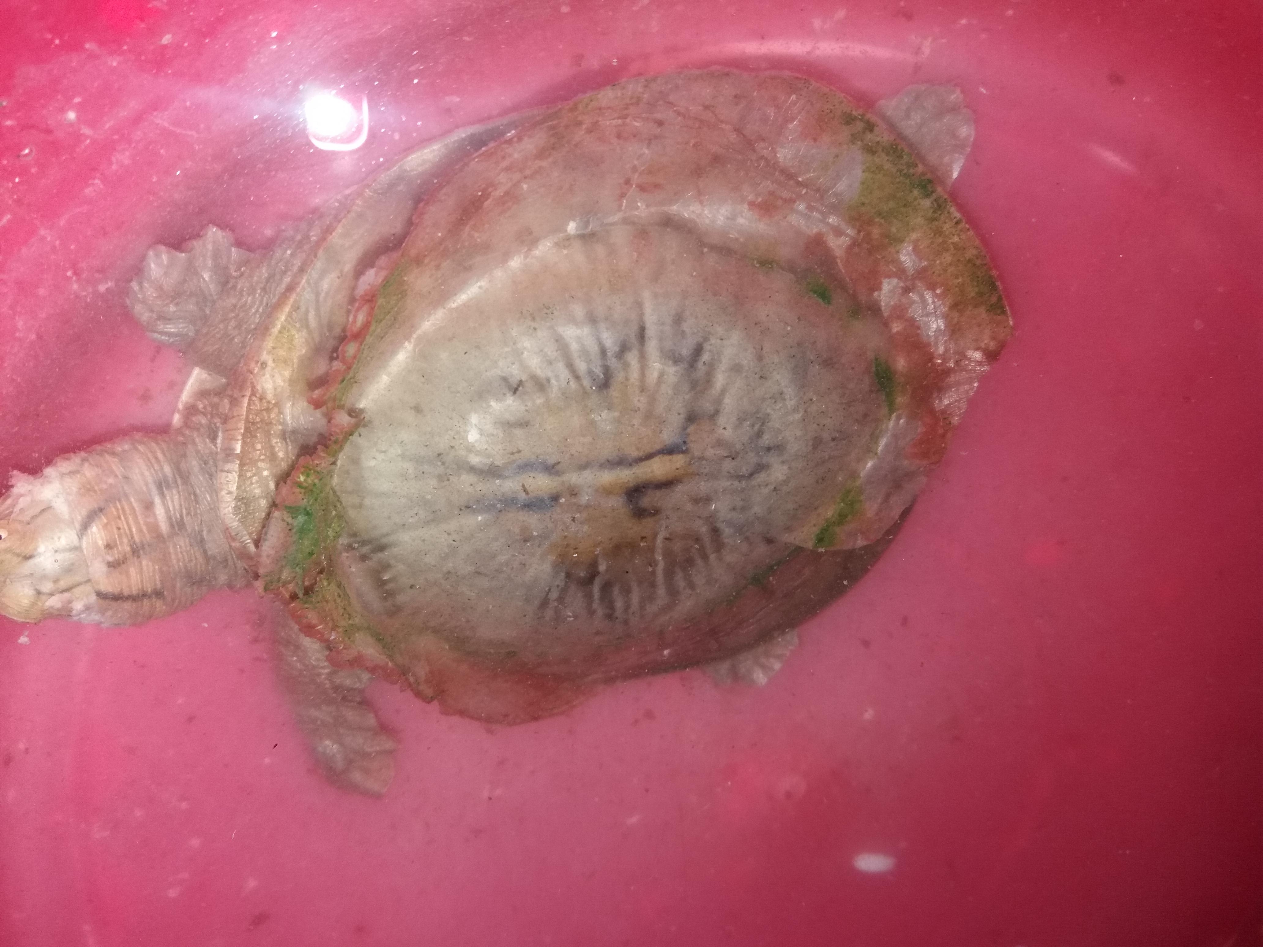 Why is my turtle's shell peeling and not shedding properly? | Petco