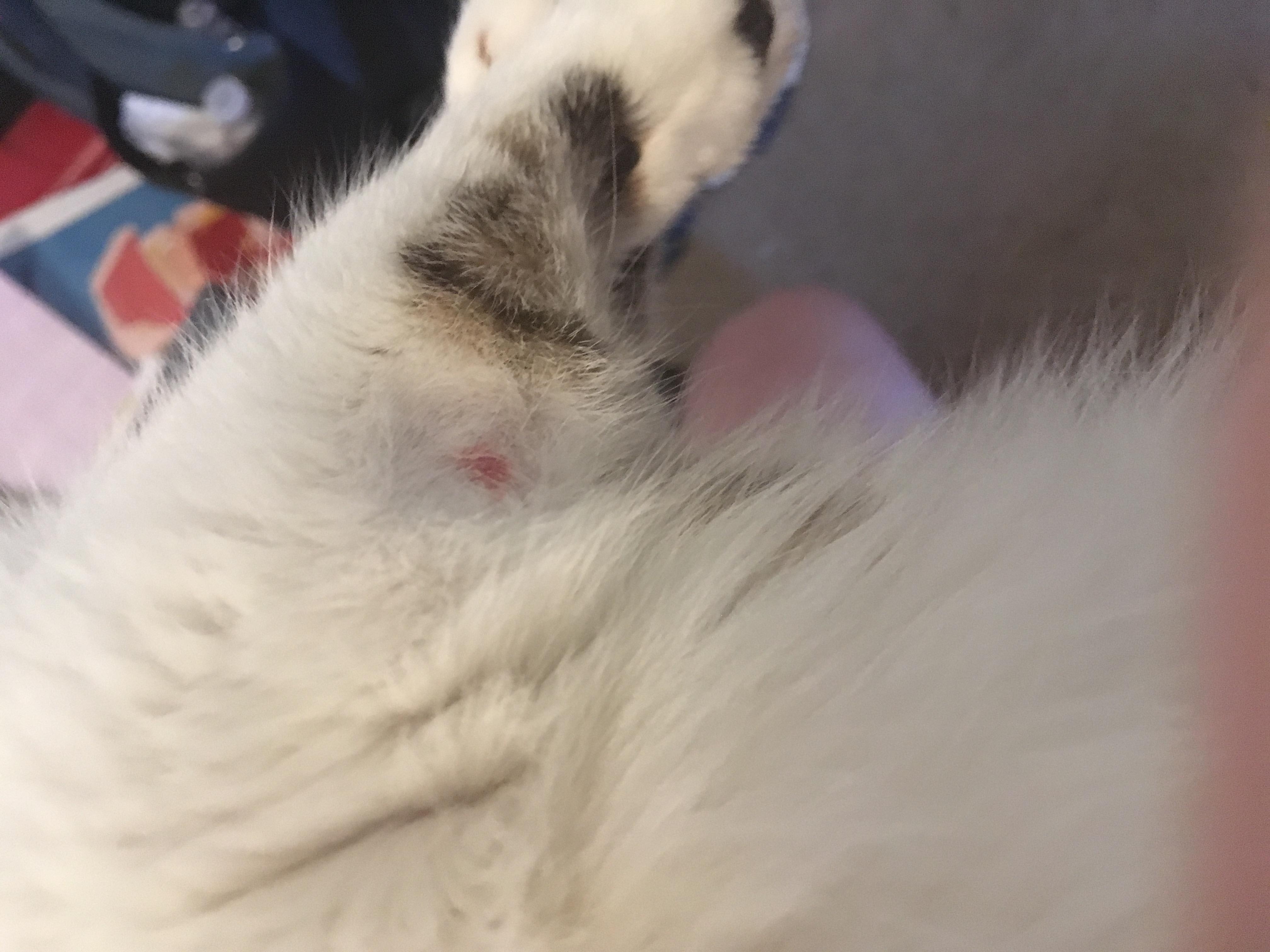 My Cat Has a Red Spot Under His Leg: What's Causing It & What to Do ...