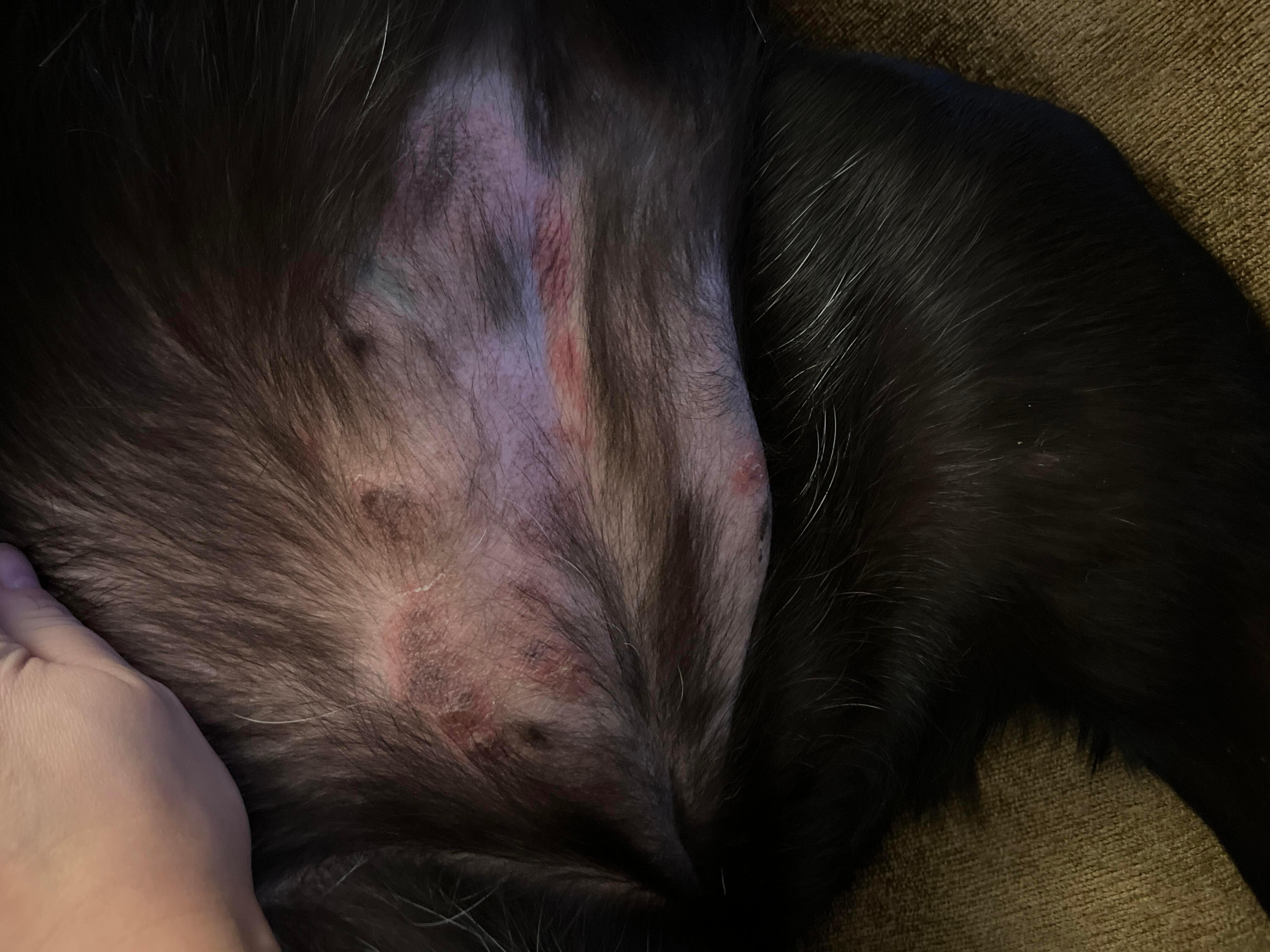 Why does my dog have red, irritated skin & scabs on her belly? | Petco