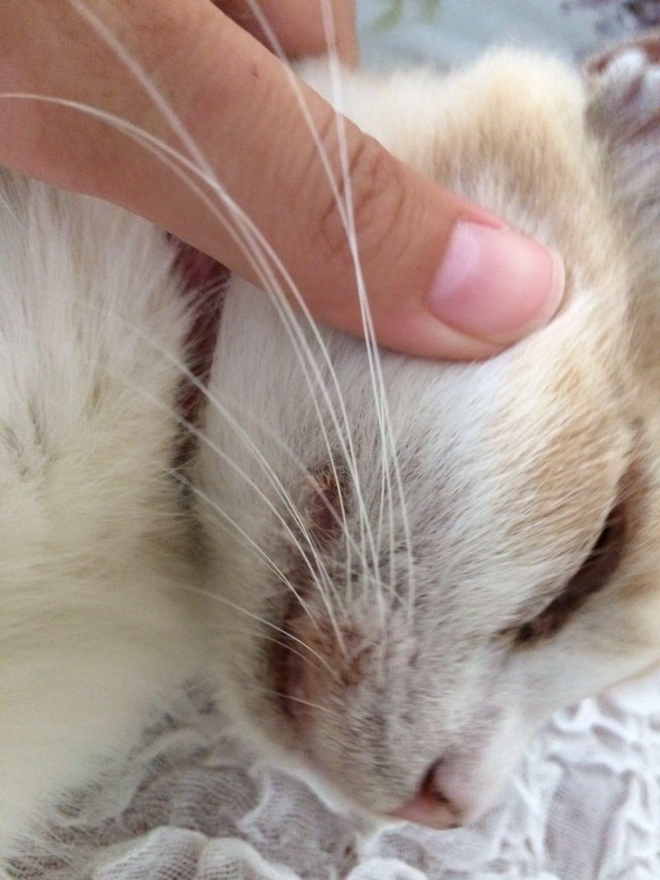 My Cat Has a Sore Lip: Is It Infection or Another Mouth Problem? | Petco