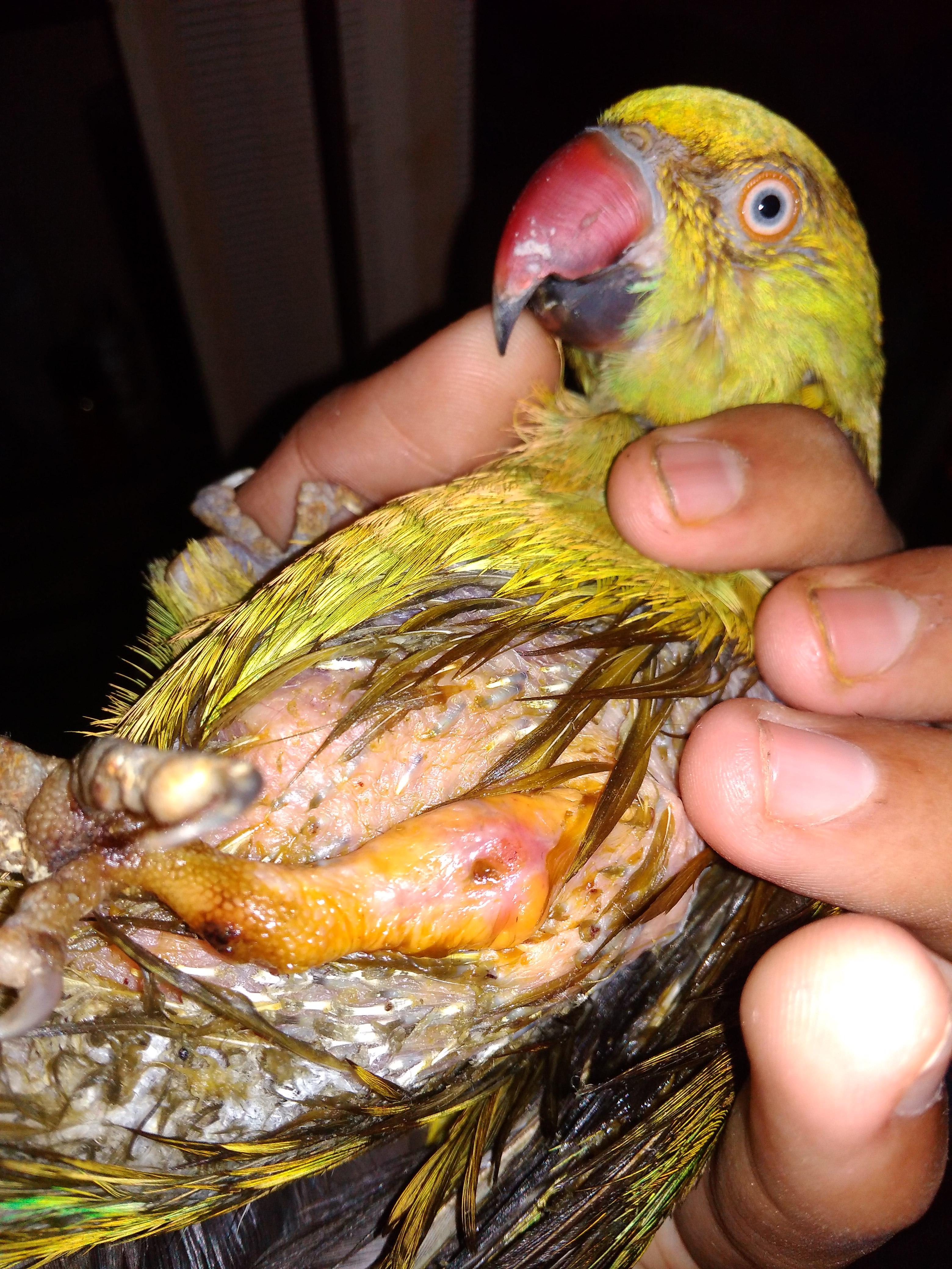 Parrot Leg Nerve Disorder After Fracture: What You Can Do | Petco