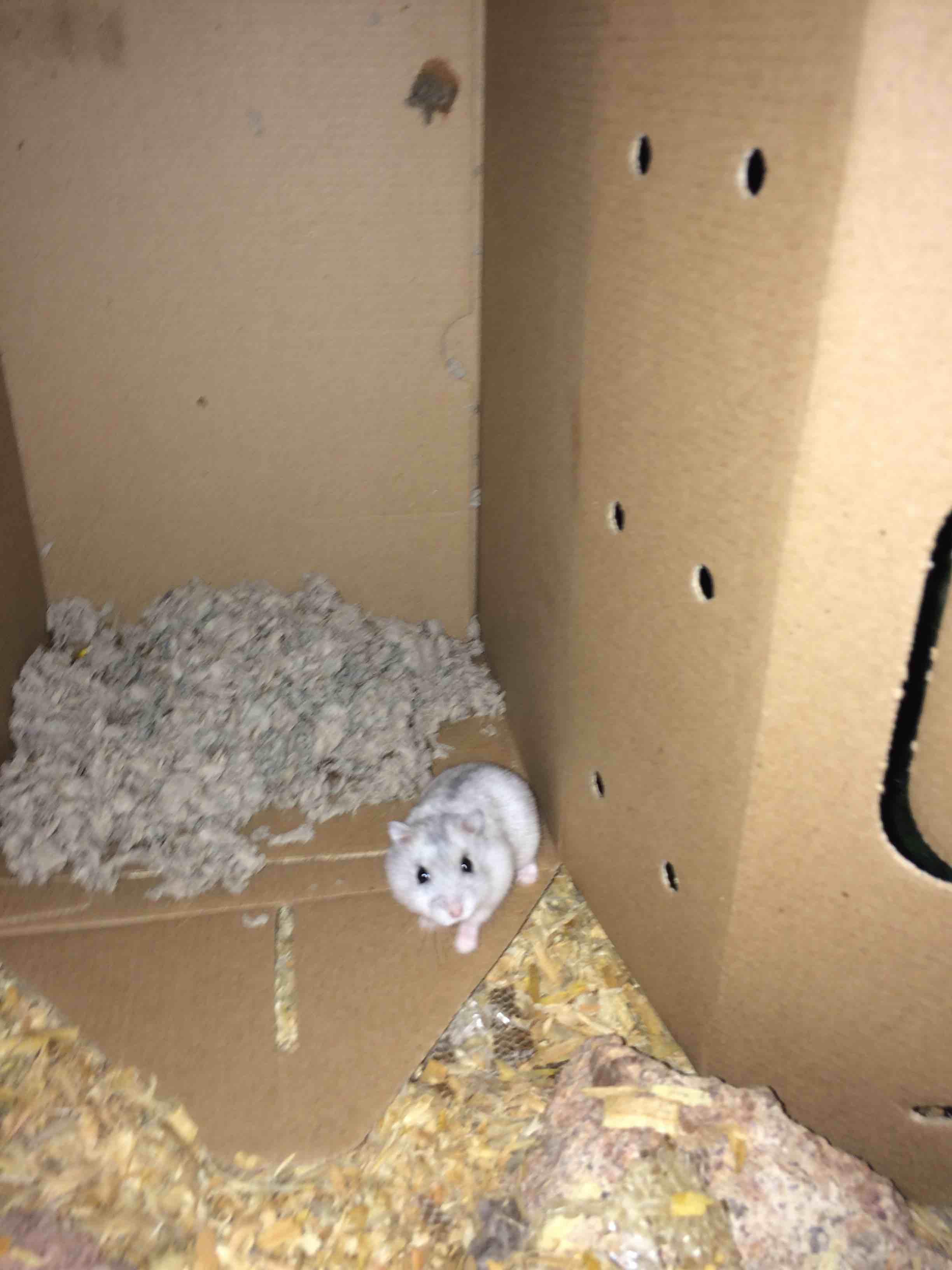 Why is my hamster sleeping so much and dragging her back legs? | Petco