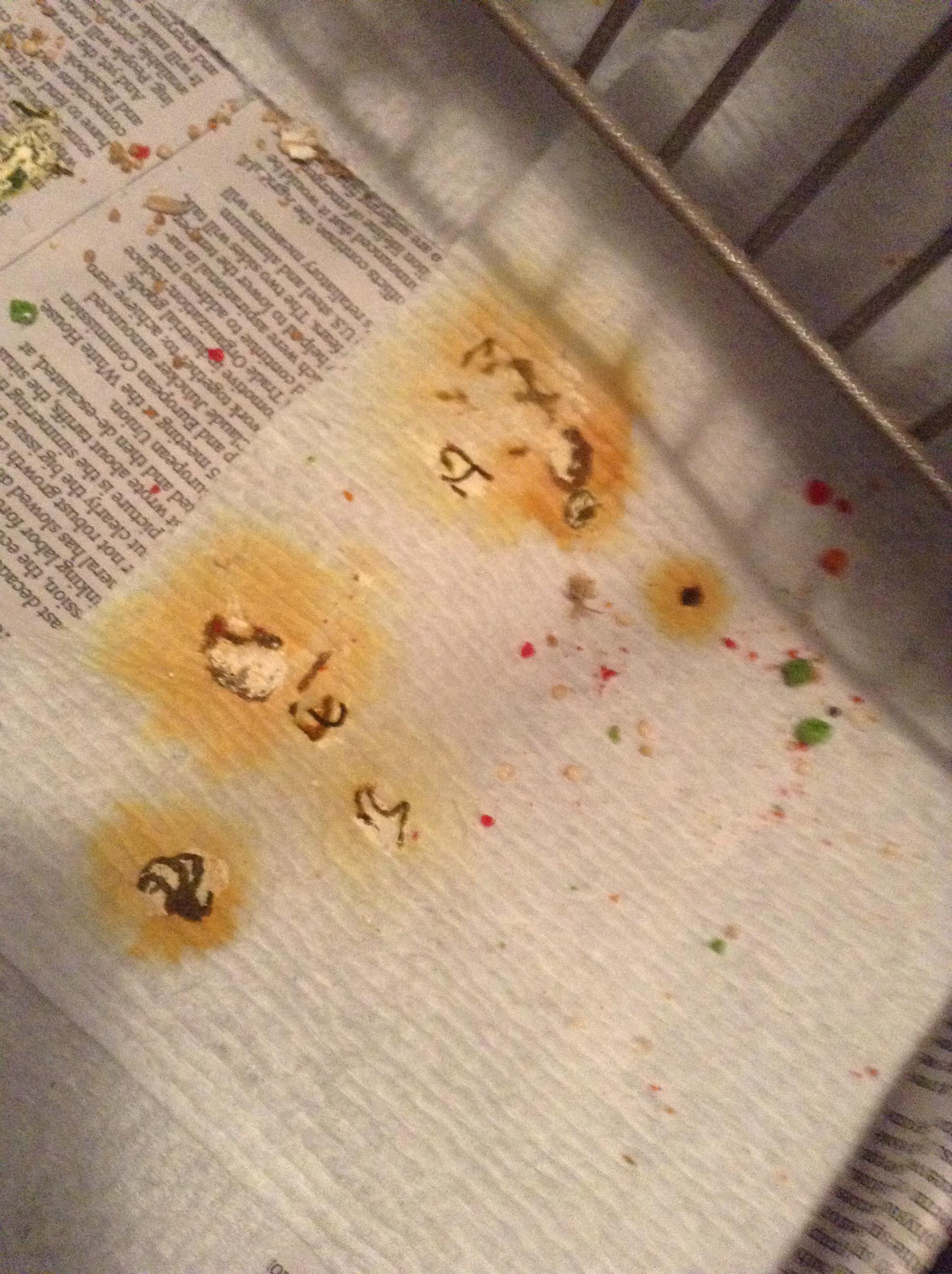 Is your bird's red poop normal after egg binding & colored pellets? | Petco