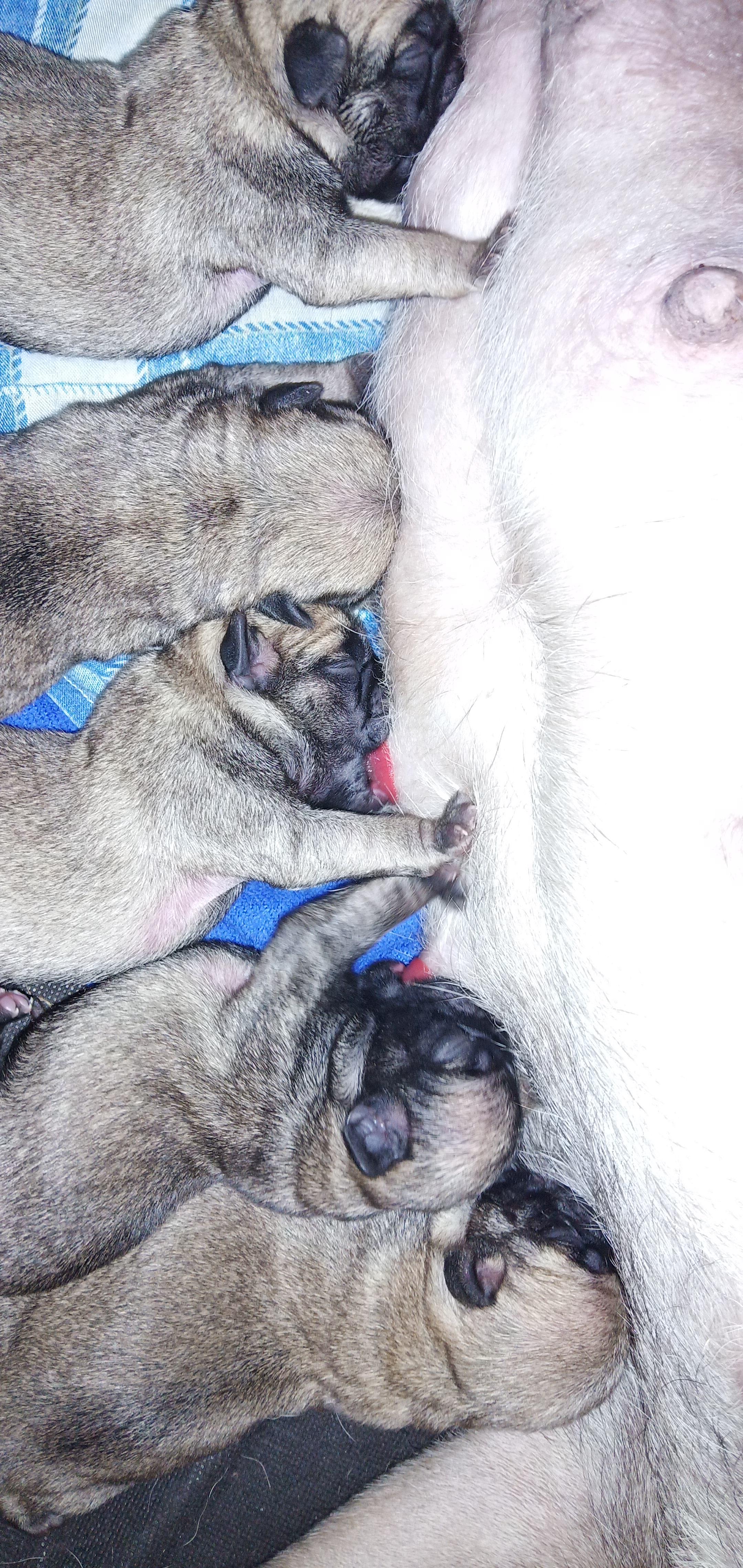 Pug Mom Neglecting Puppies & Licking Toys? Find Out Why | Petco