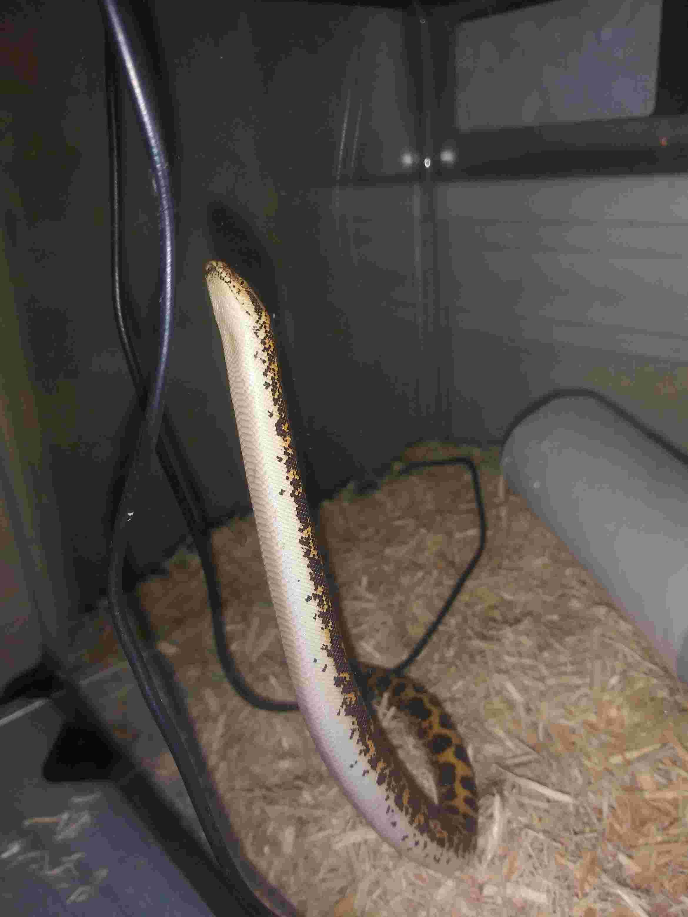My snake hasn't pooped. How to stimulate bowel movements? | Petco