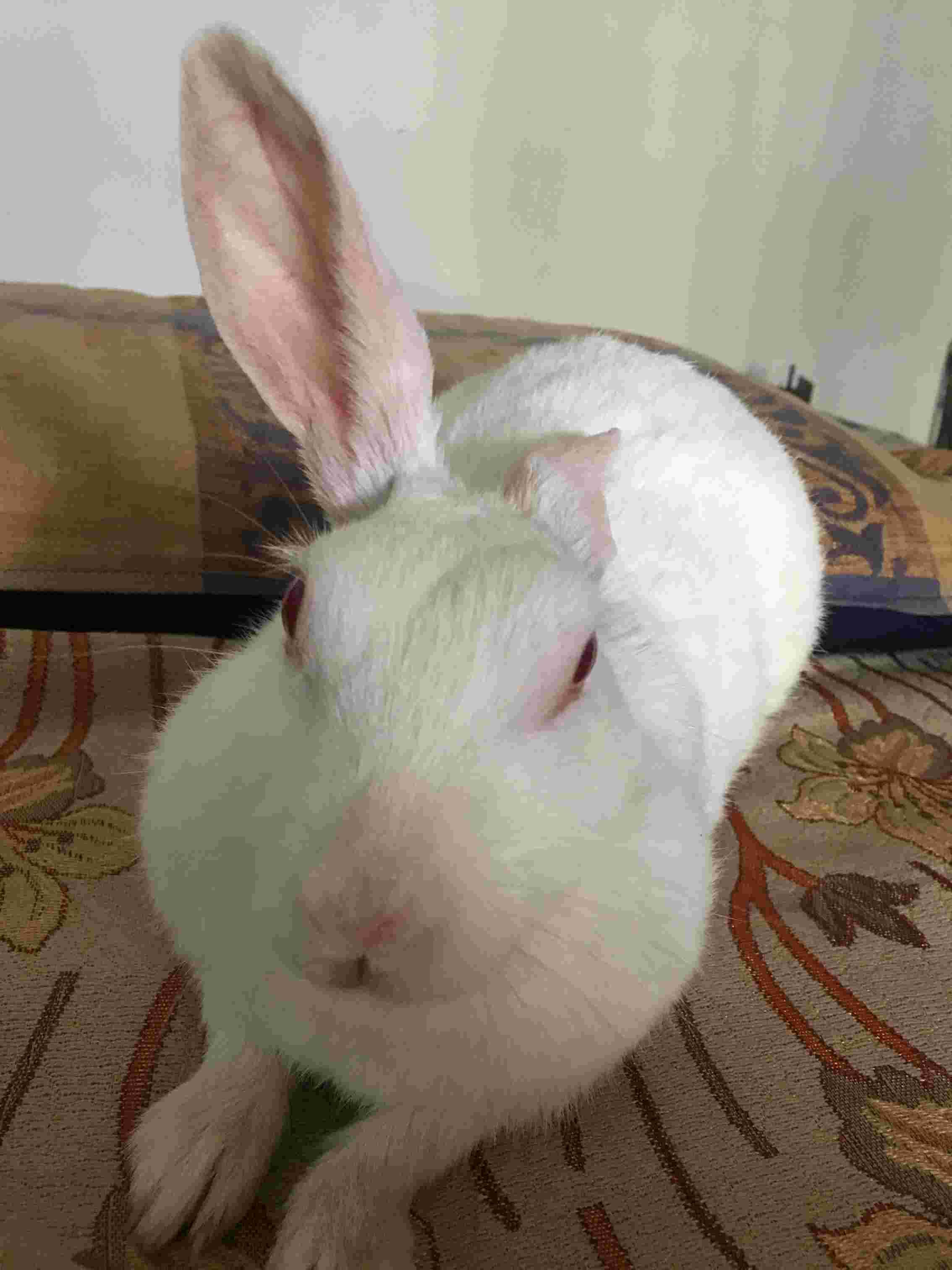 Why is my 6-year-old rabbit losing weight, limping, sneezing? | Petco