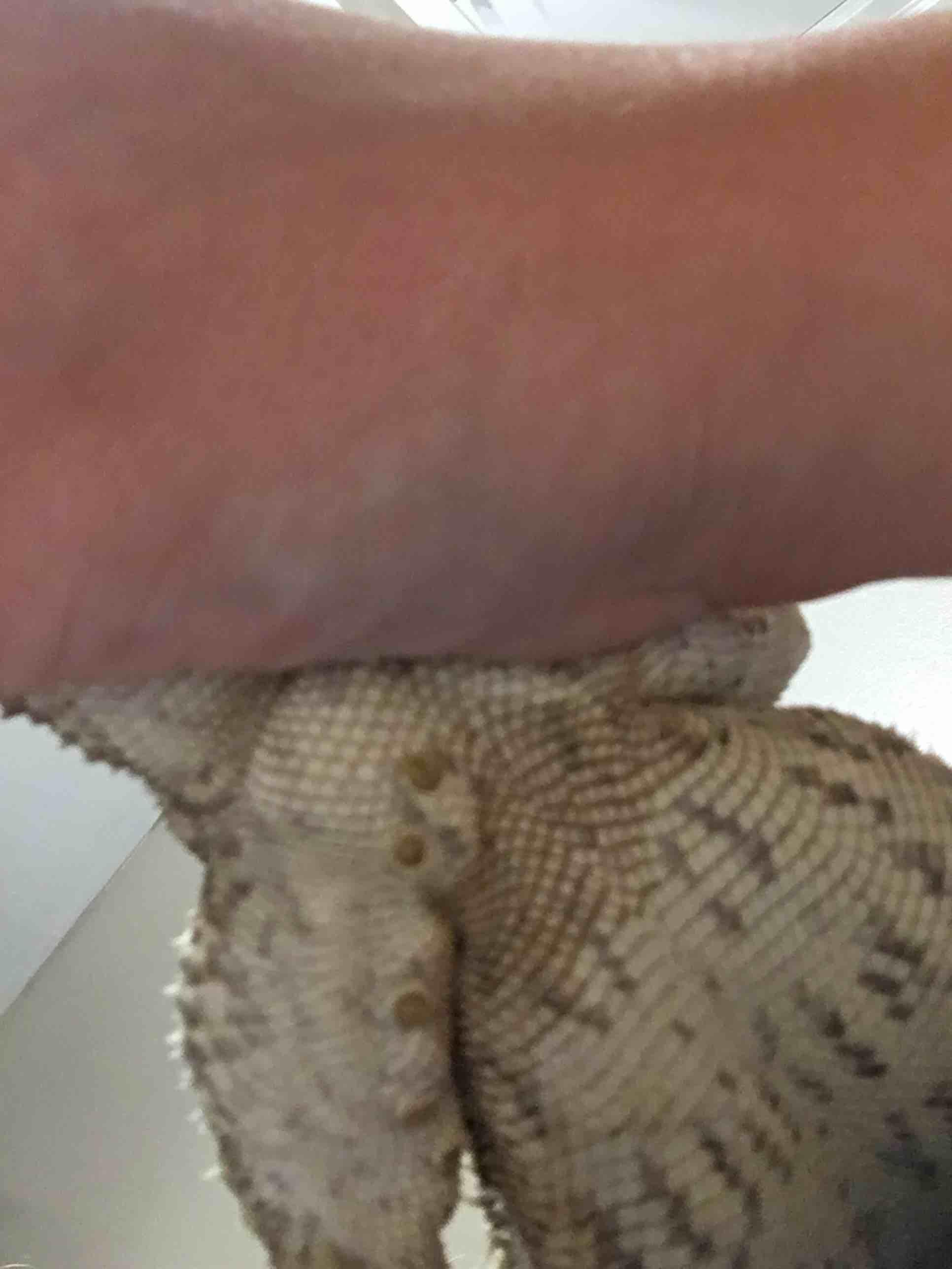 My Reptile Has Enlarged Femoral Pores: Normal or Impacted? | Petco