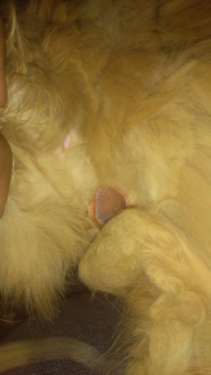 My Pet Has a Neck Cut from Matted Hair Removal. What to Do? | Petco