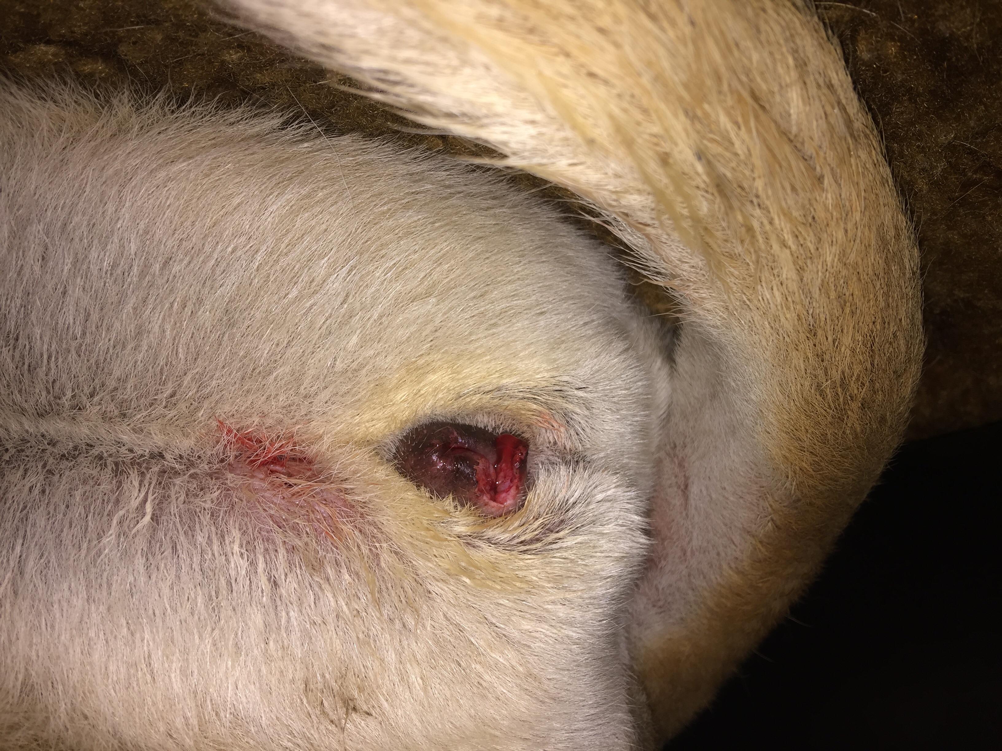 What to do if your spayed dog has a vaginal gash? Get help now | Petco