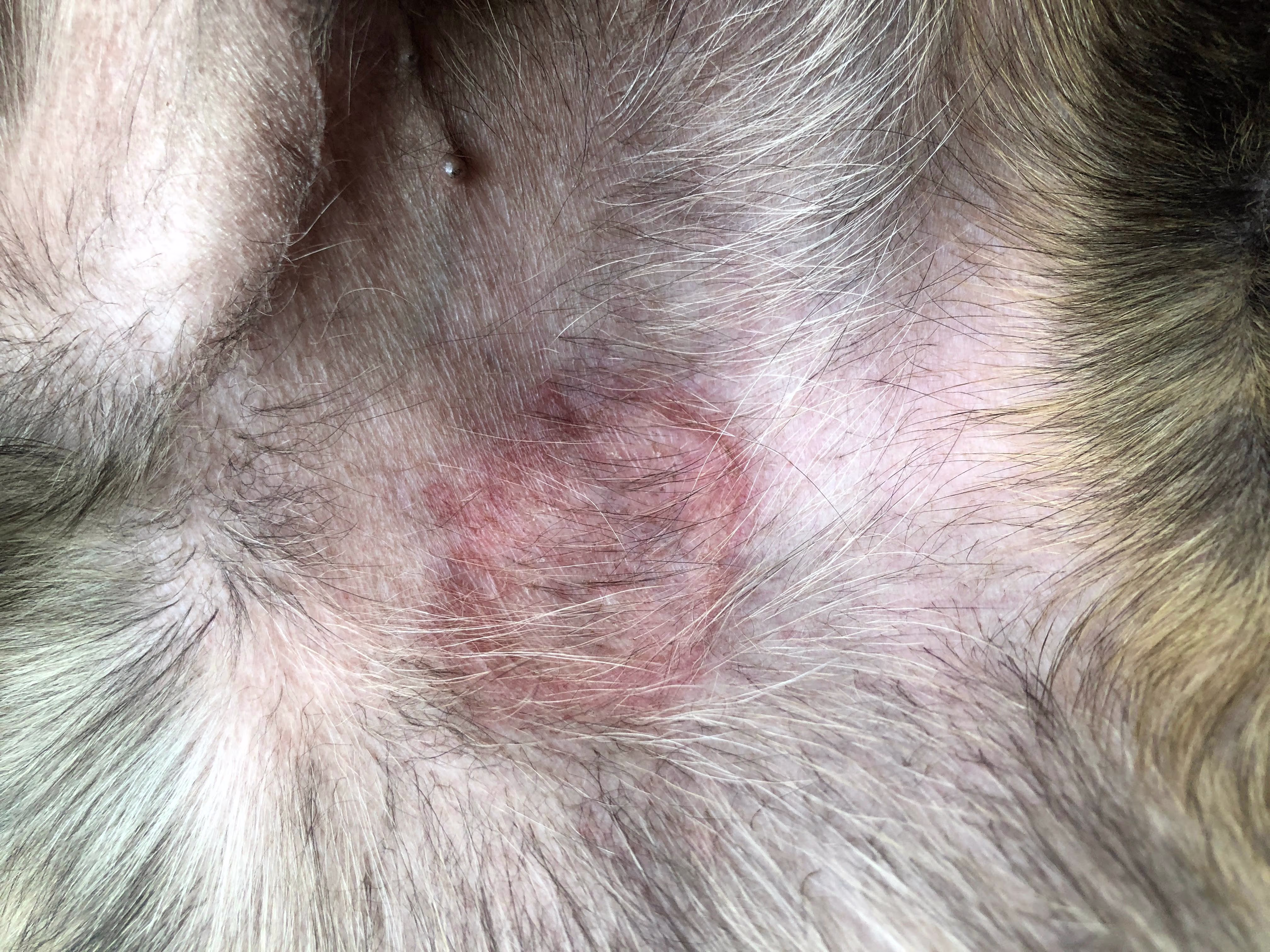 Dog Skin Rash Looks Like Ringworm? What to Do When Vet is Costly | Petco