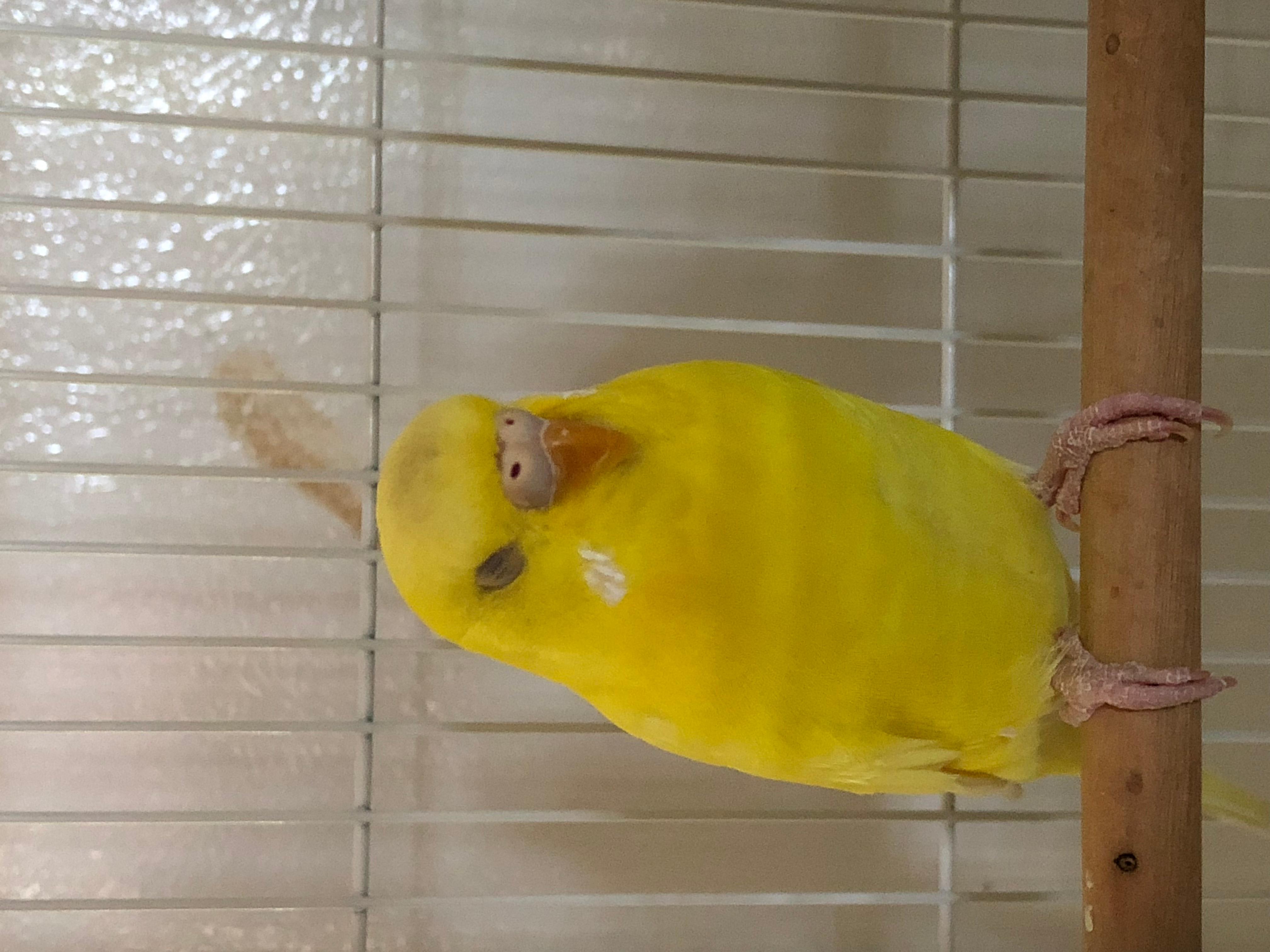 Is Your Parakeet a Boy or Girl? Learn How to Tell Its Gender | Petco