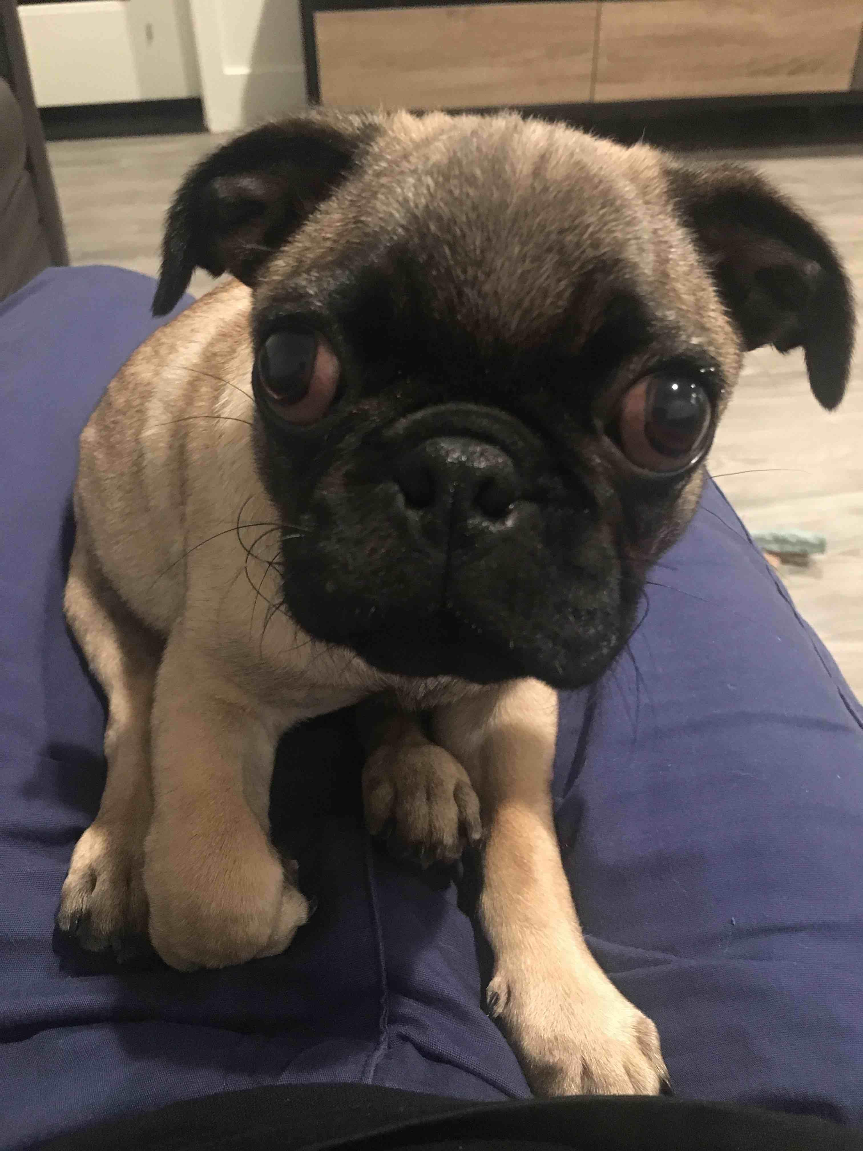 Dark Pug Puppy Eyes: Is Dark Sclera Normal for Pugs? | Petco