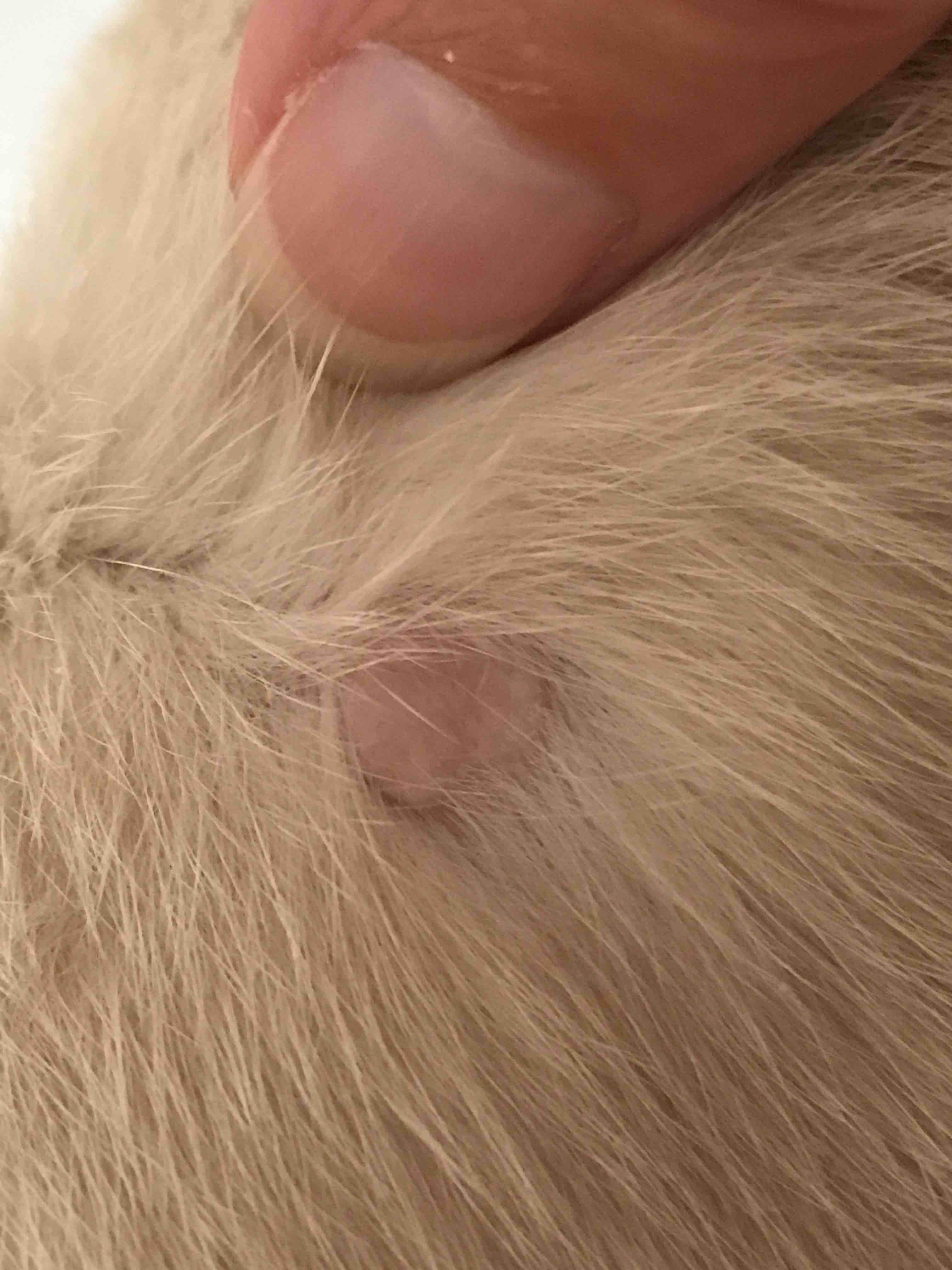 Cat Has Lump & Fur Loss on Shoulder? When to See a Vet | Petco