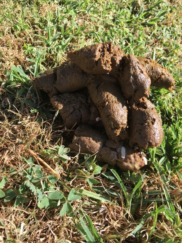 Worms In Dogs Poop