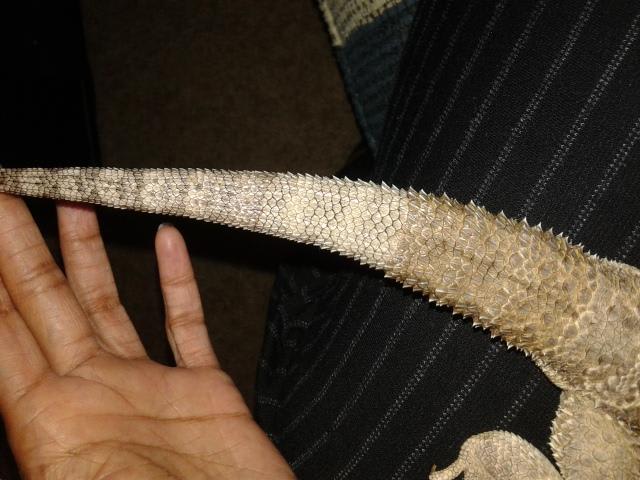 How to Tell: Stuck Shed or Fungal Infection on Your Dragon's Tail? | Petco