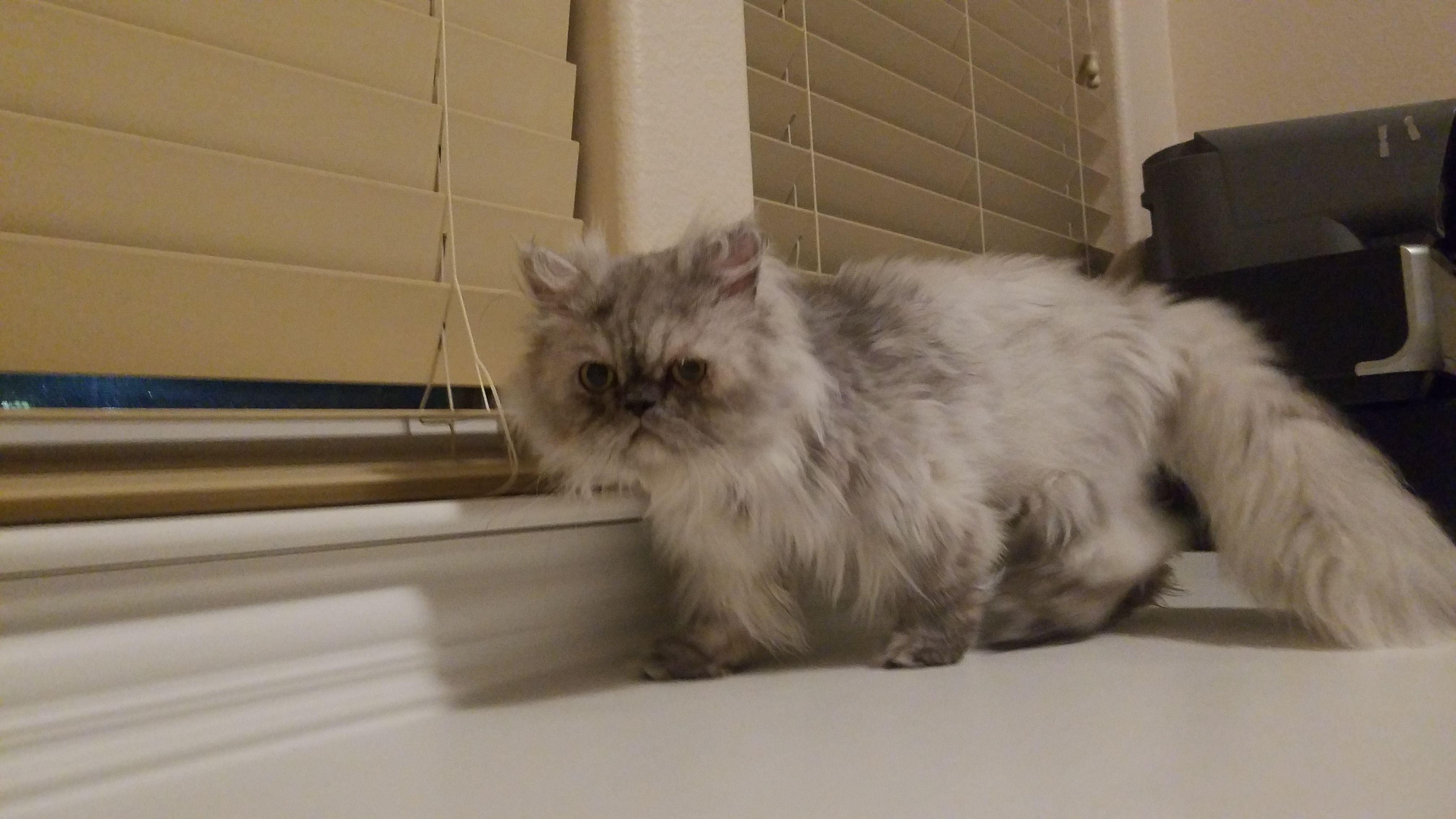 My cat's coat looks greasy. Is he sick or hyperthyroid? | Petco