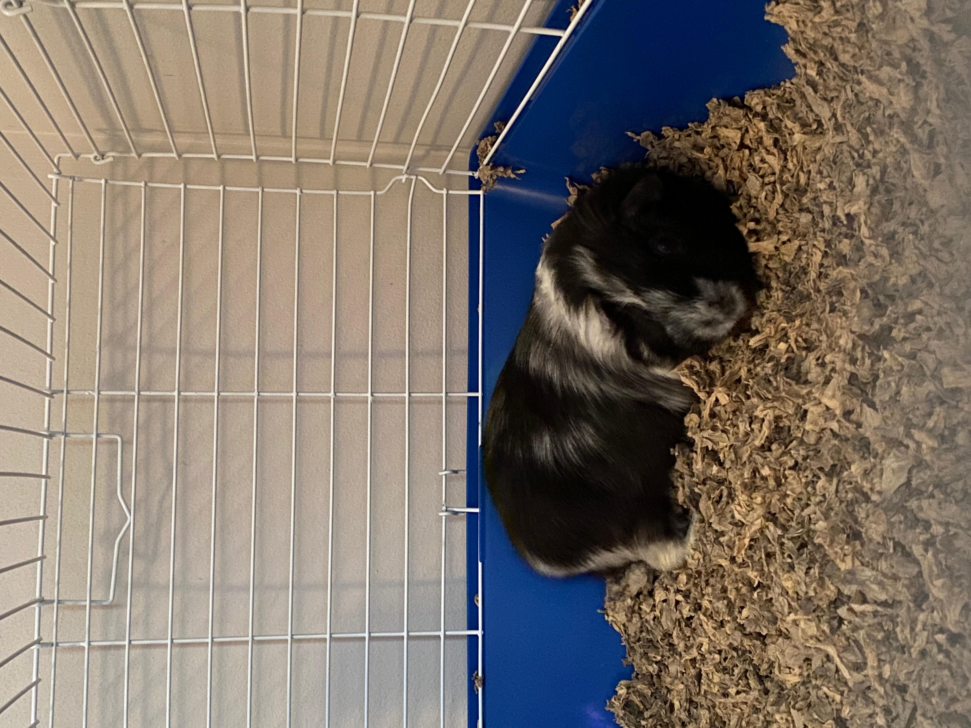 My New Rescue Guinea Pig Isn't Happy? Help It Adjust! | Petco