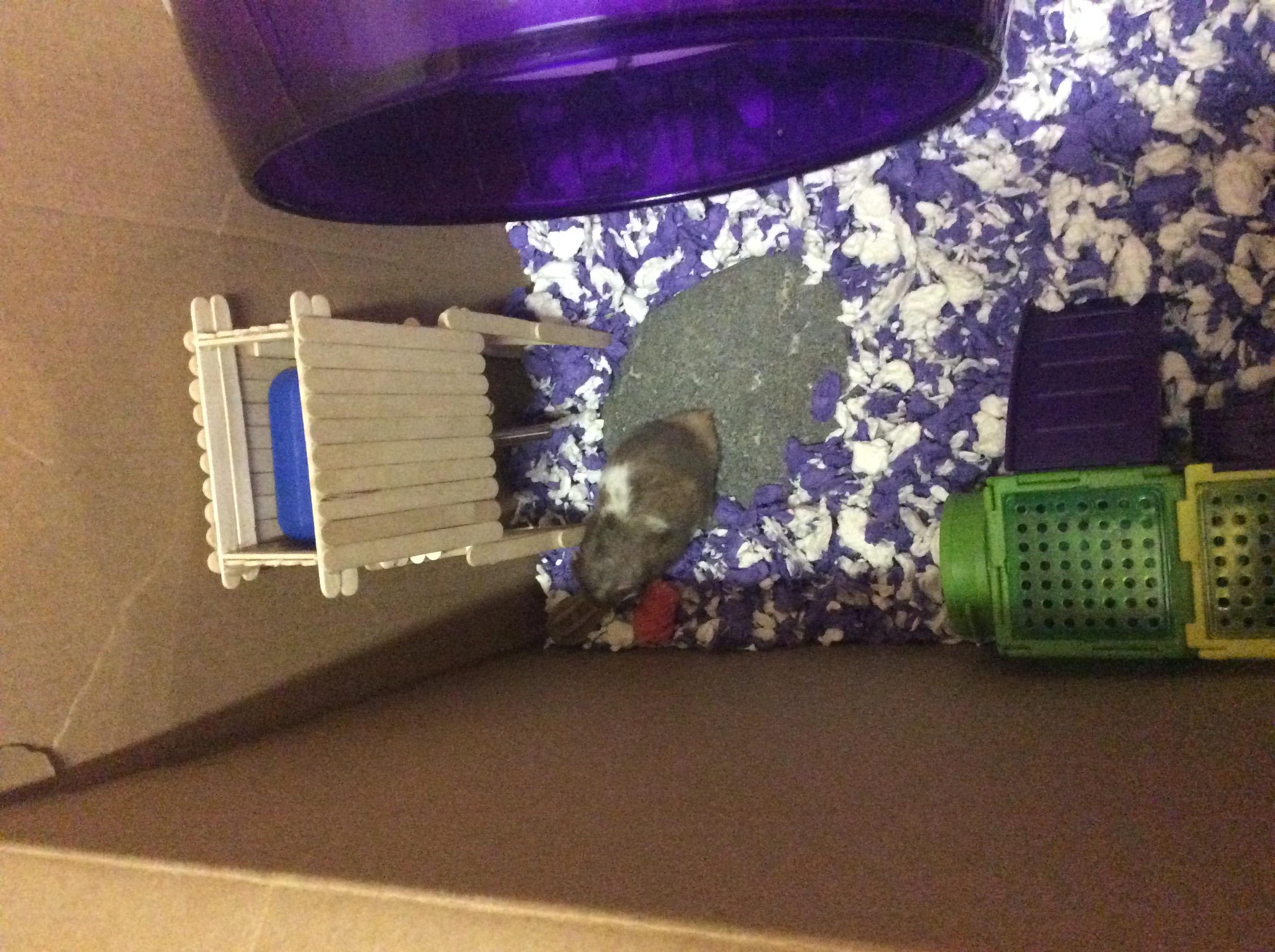 Why Does My Hamster Eat Poop? Is It Normal & Healthy Behavior? | Petco