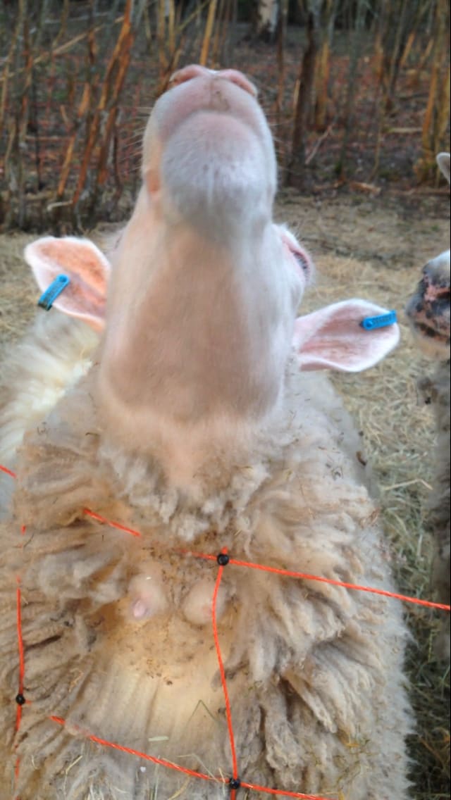 My sheep has teat-like bumps on her throat. What are they? | Petco