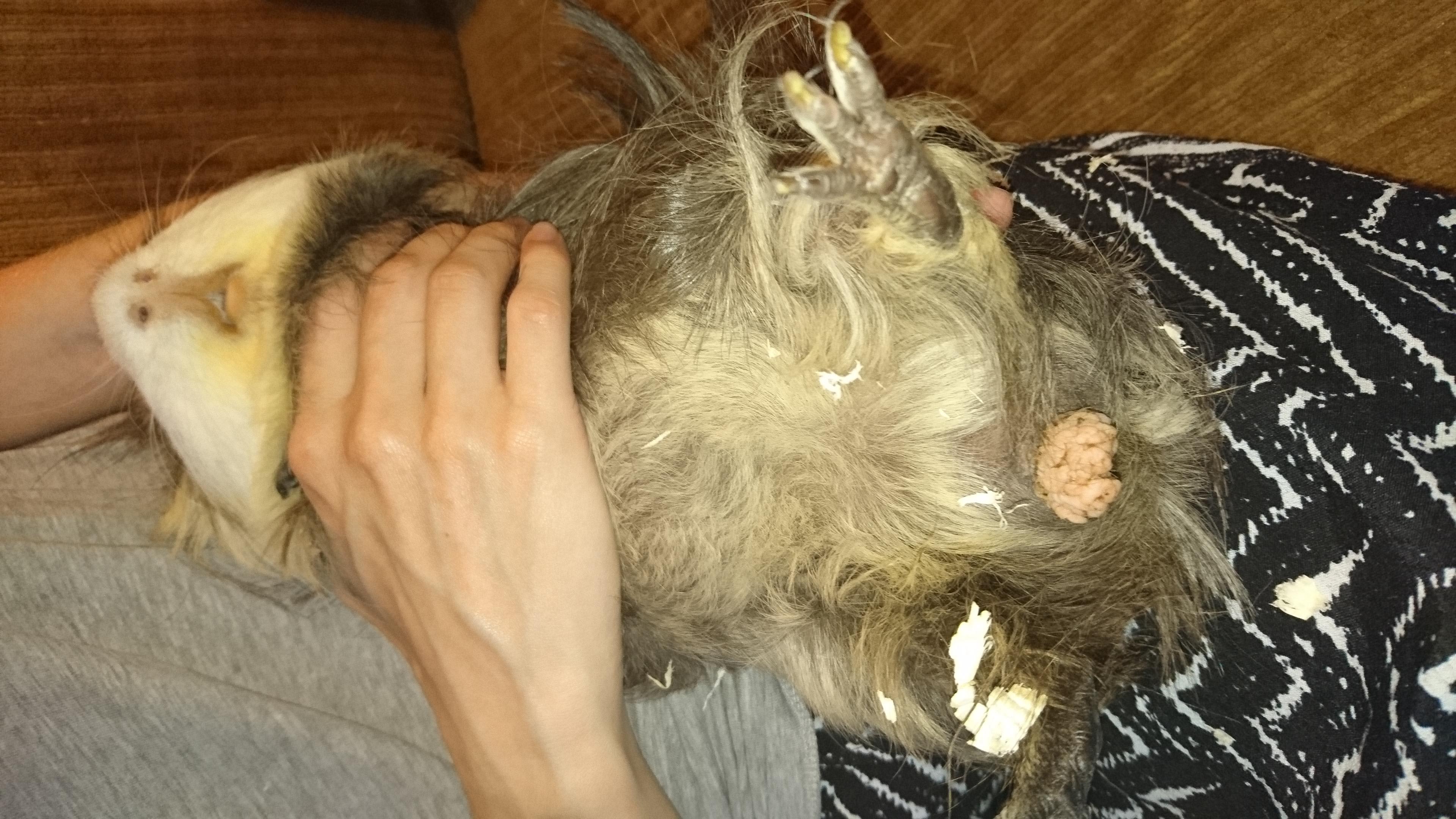 My guinea pig has a penis growth. Is it serious? Is it contagious? | Petco