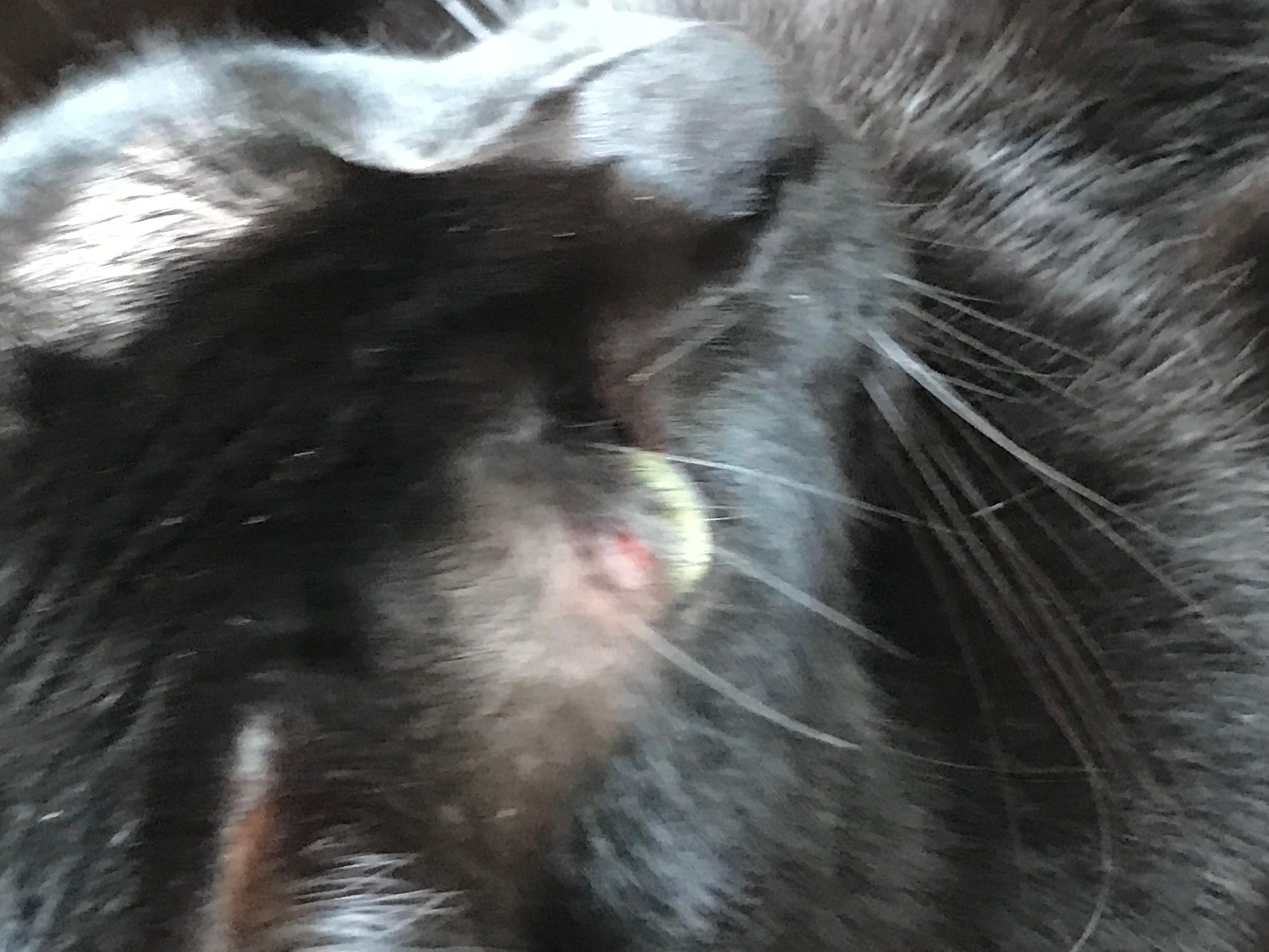 Safely clean a cat's scratch above its eye, when to see a vet | Petco