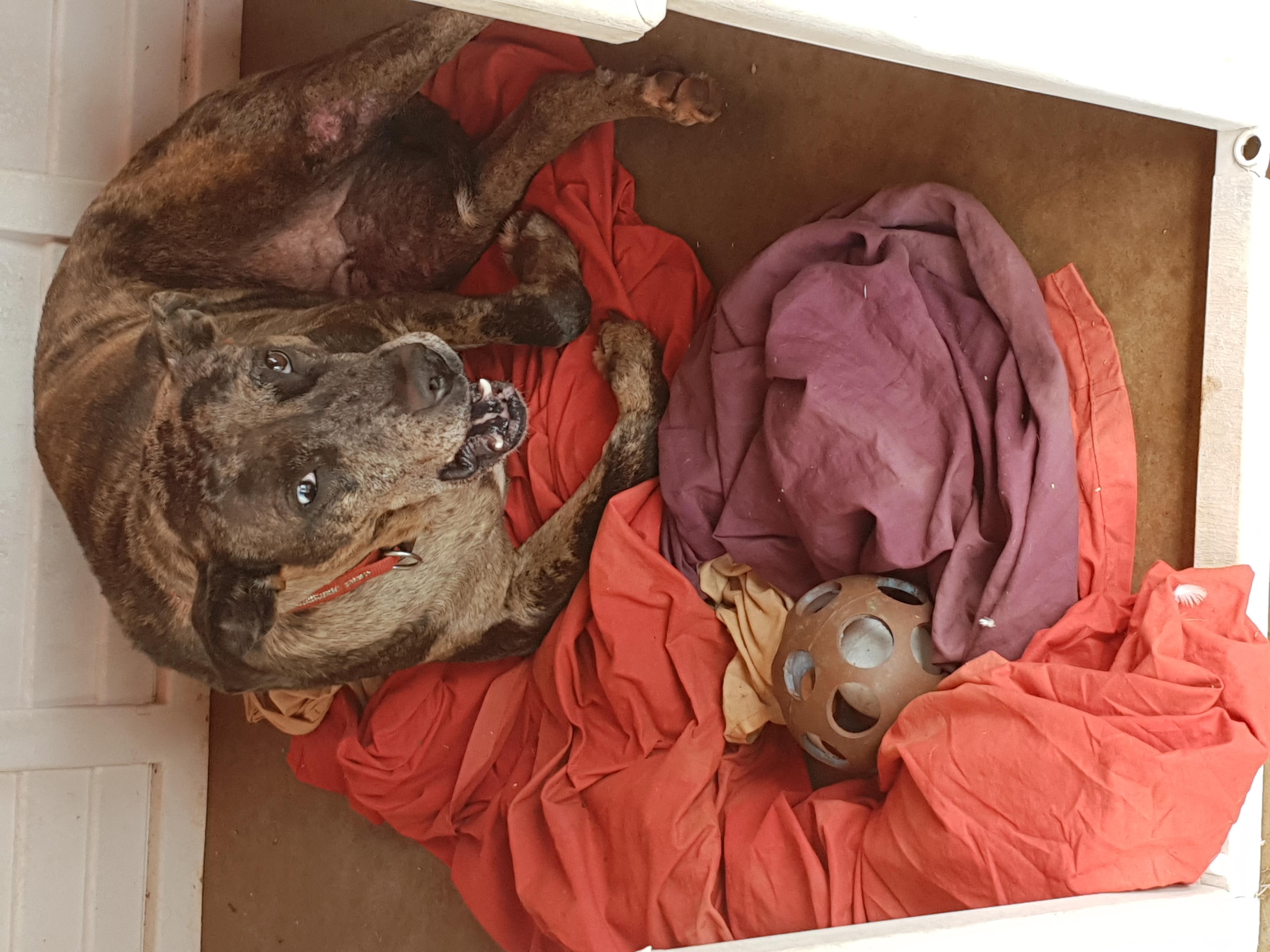 Why is my unspayed dog aggressive and hiding with toys? | Petco