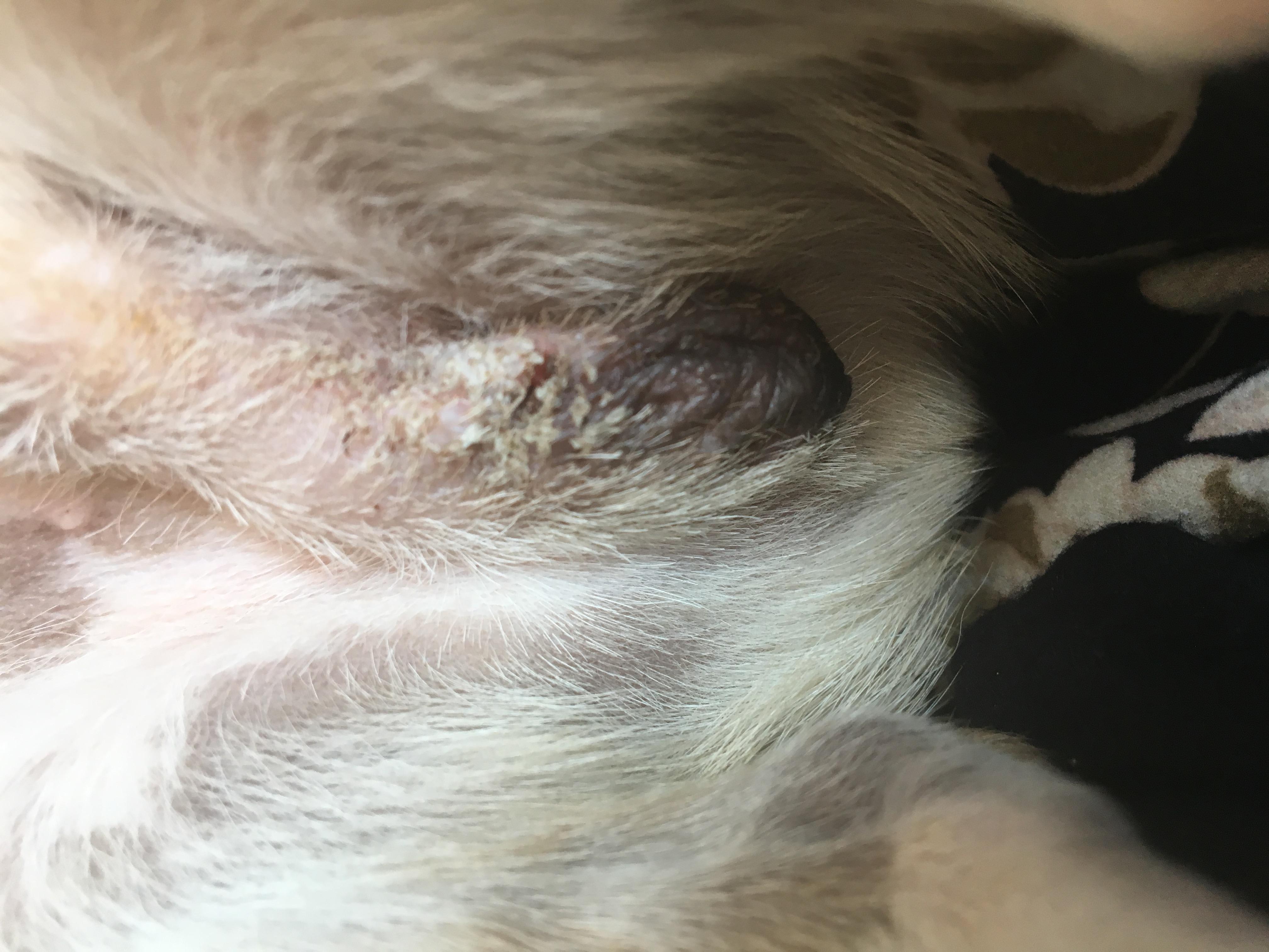 Dog Neuter Incision Red? Infected or Healing Signs Explained | Petco