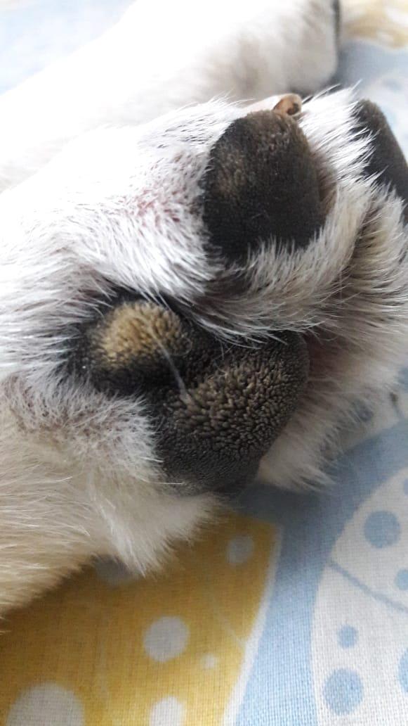 My dog's red, licked paws: Yeast, infection, or hyperkeratosis? | Petco