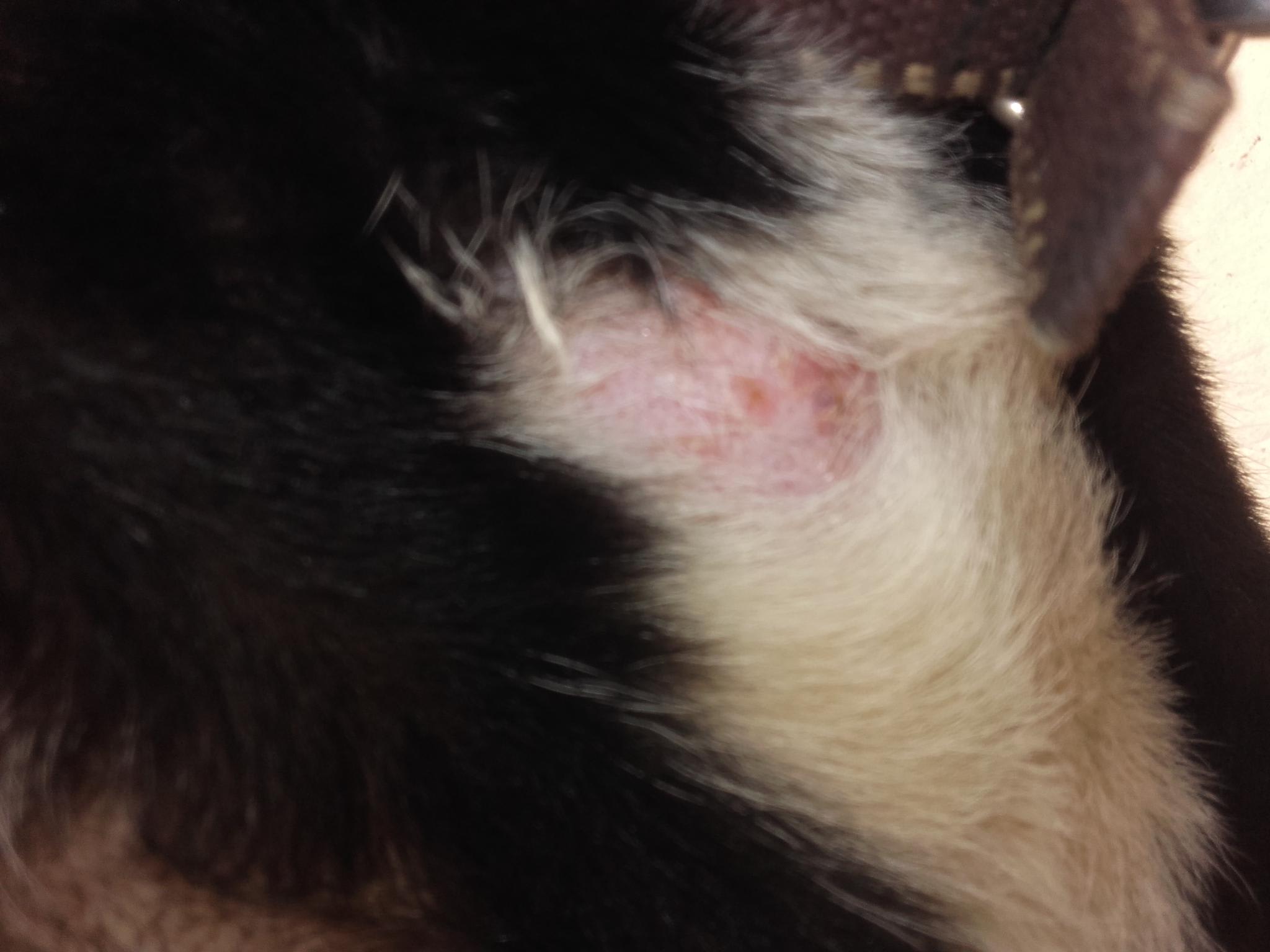 How to Treat Your Dog's Skin Infection with Pus at Home | Petco