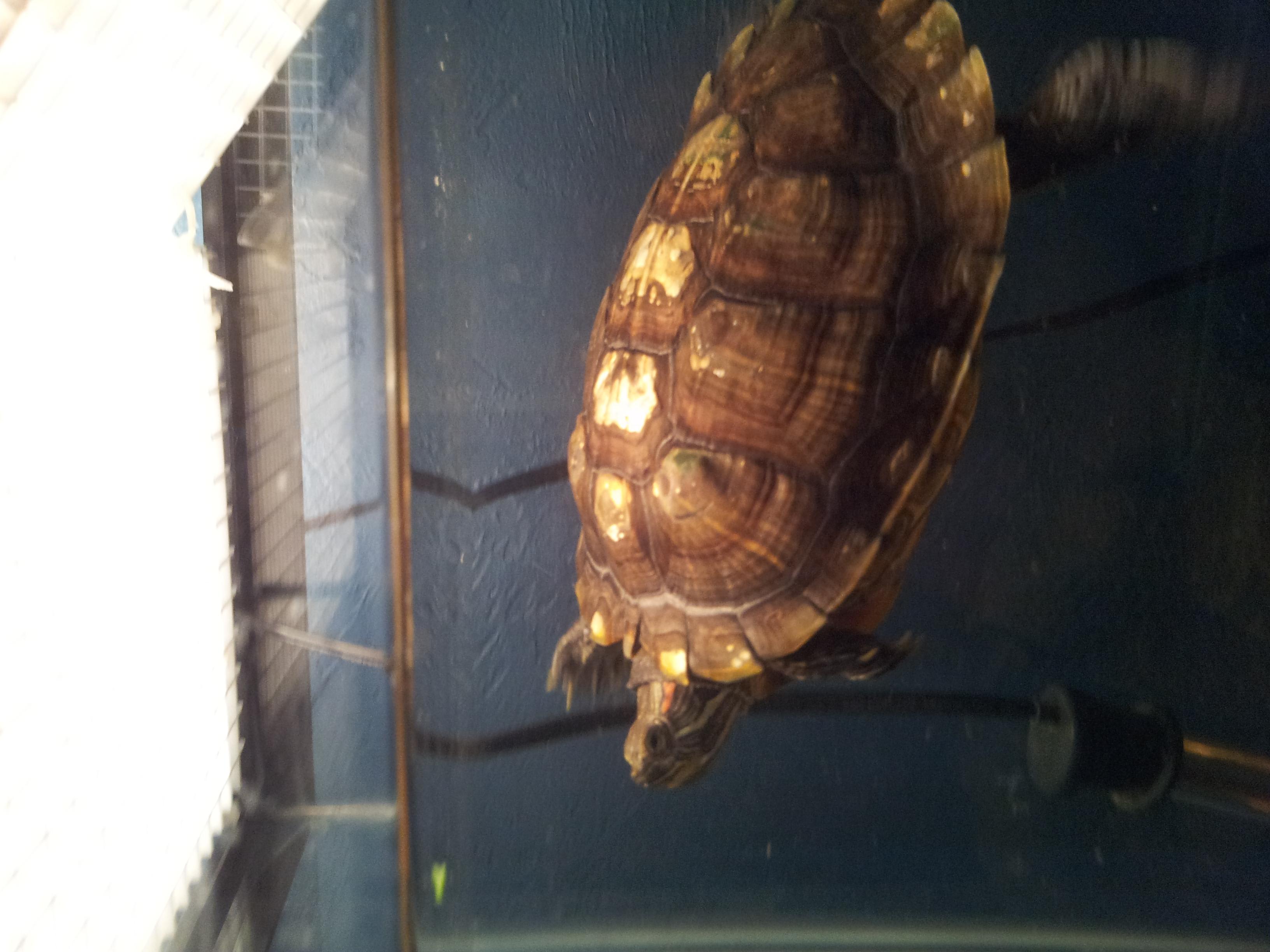 Why Does My Turtle's Shell Have White Spots (Not Soft)? | Petco