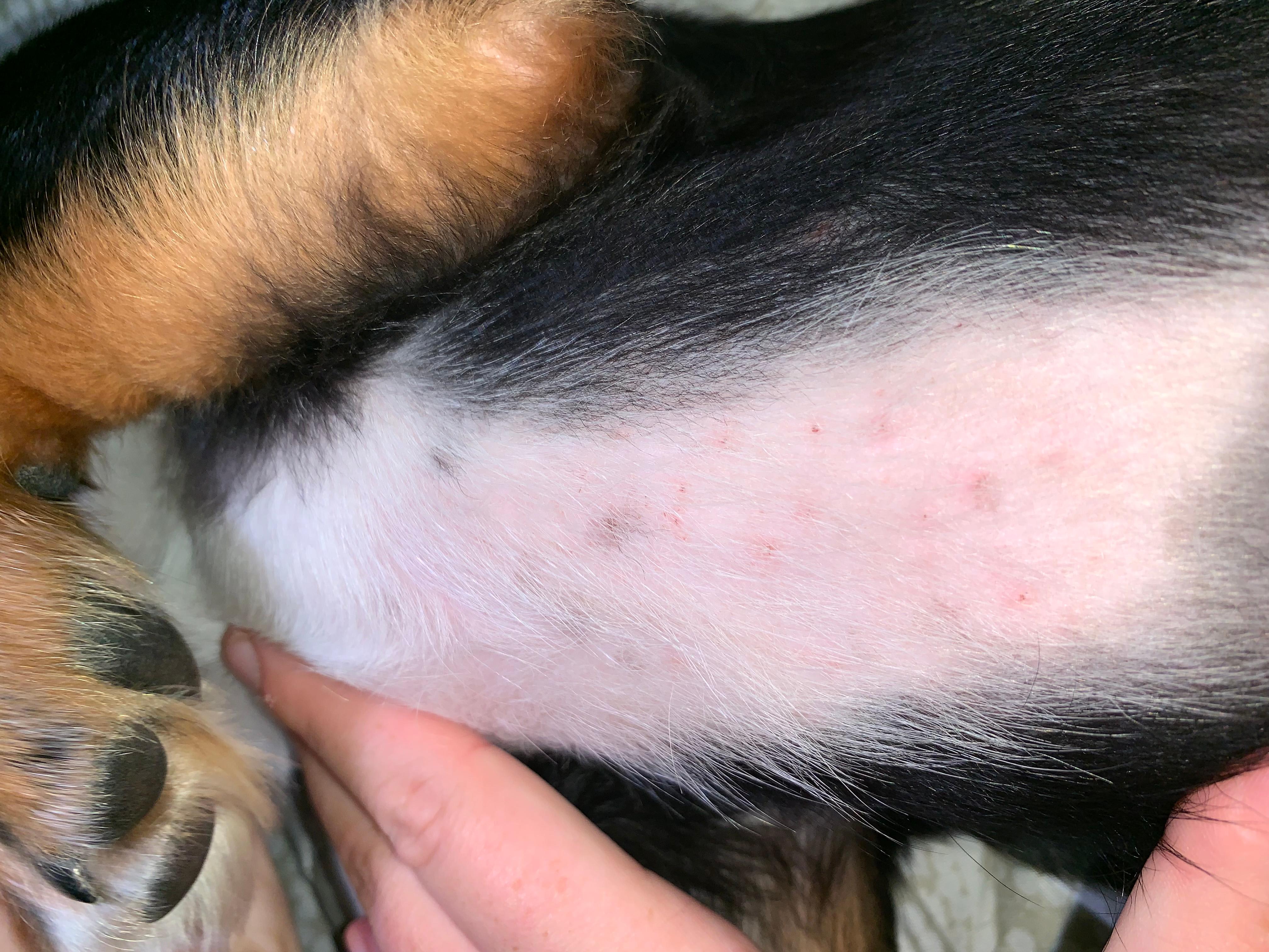 What's causing my 5-month-old puppy's rash and constant scratching? | Petco