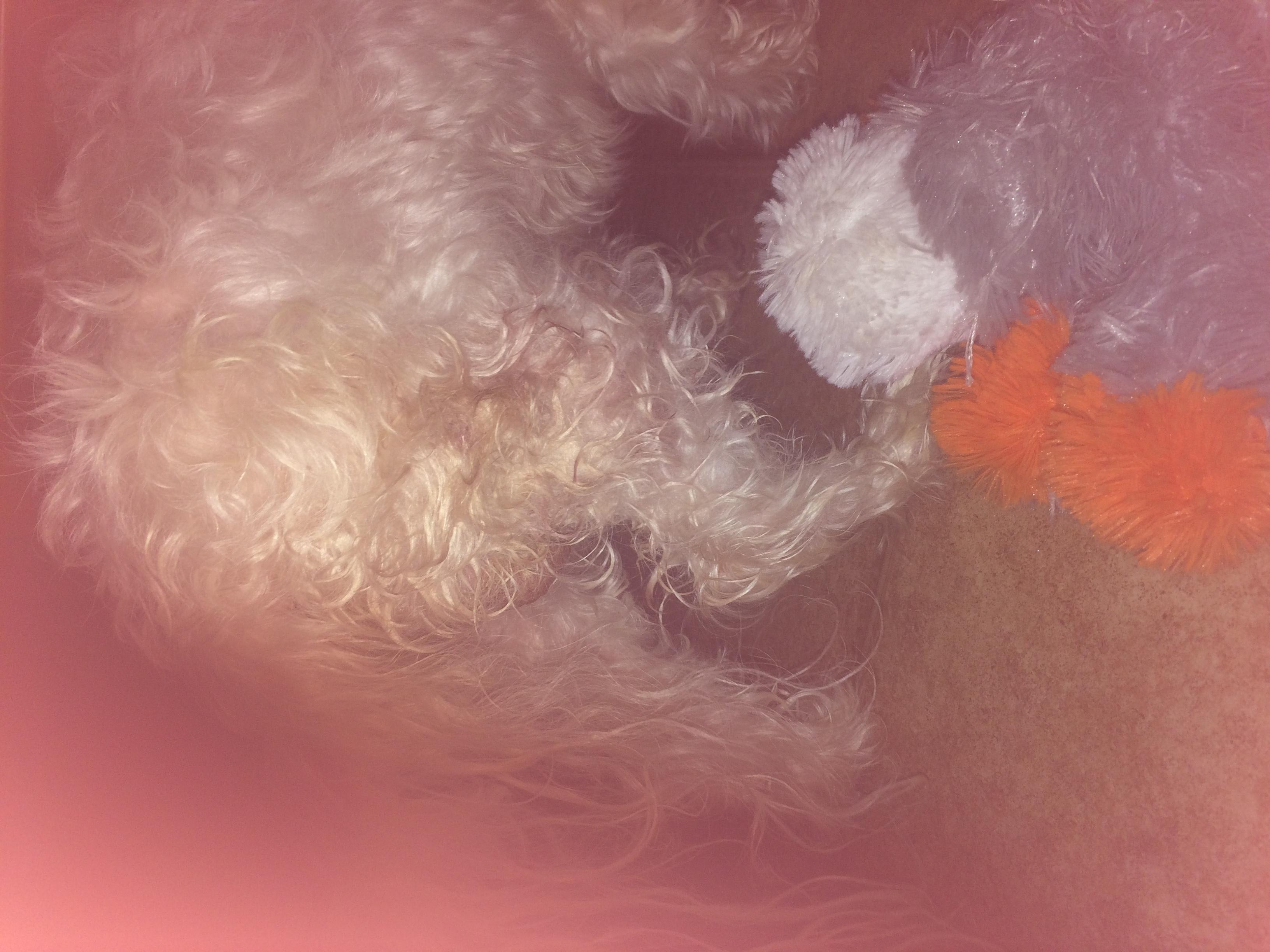 My dog spilled bleach, has burns and wheezing. Vet needed? | Petco