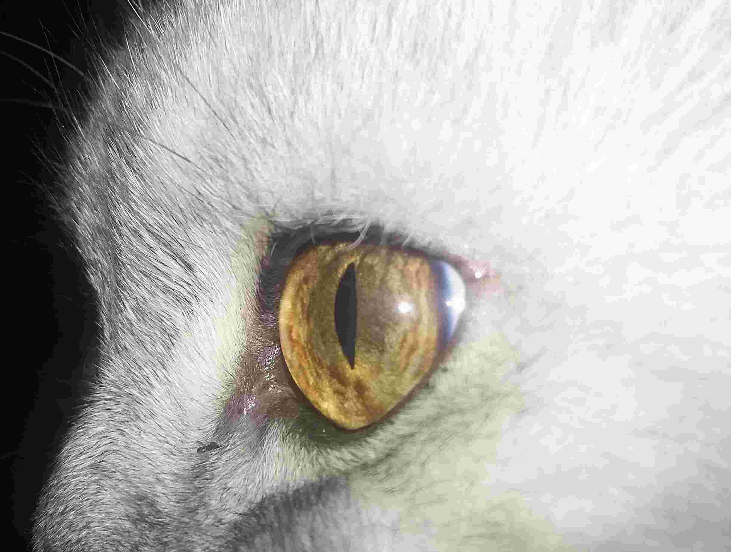 Cat has light brown spots or rings in eye? Is it serious? | Petco