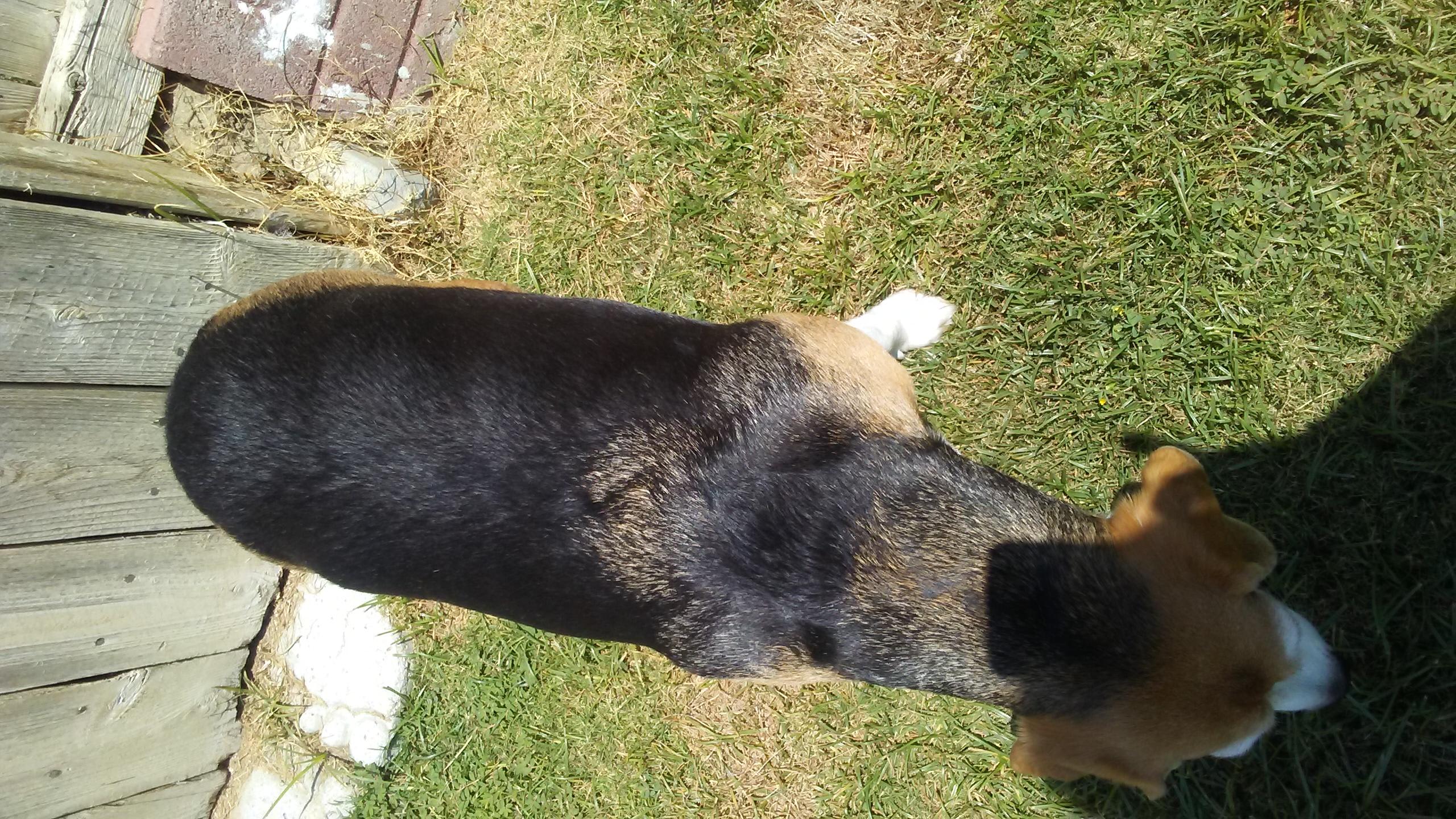 Best dog food for my overweight senior dog to lose weight? | Petco