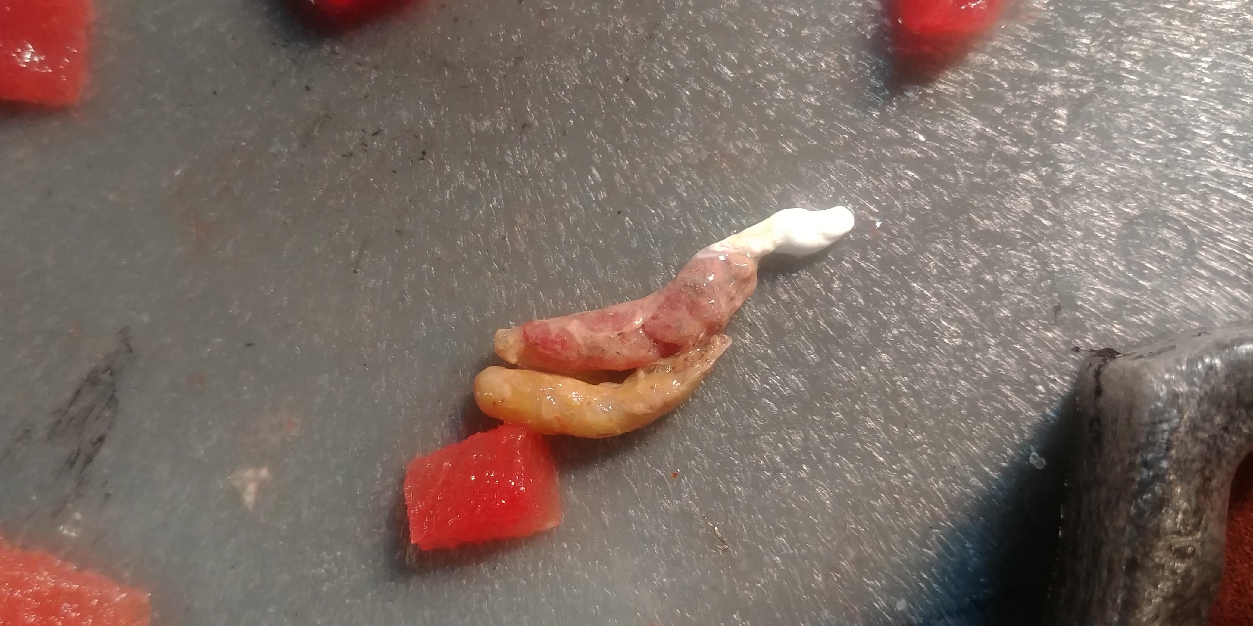 Why is my bearded dragon's poop red? Is it watermelon or parasites? | Petco