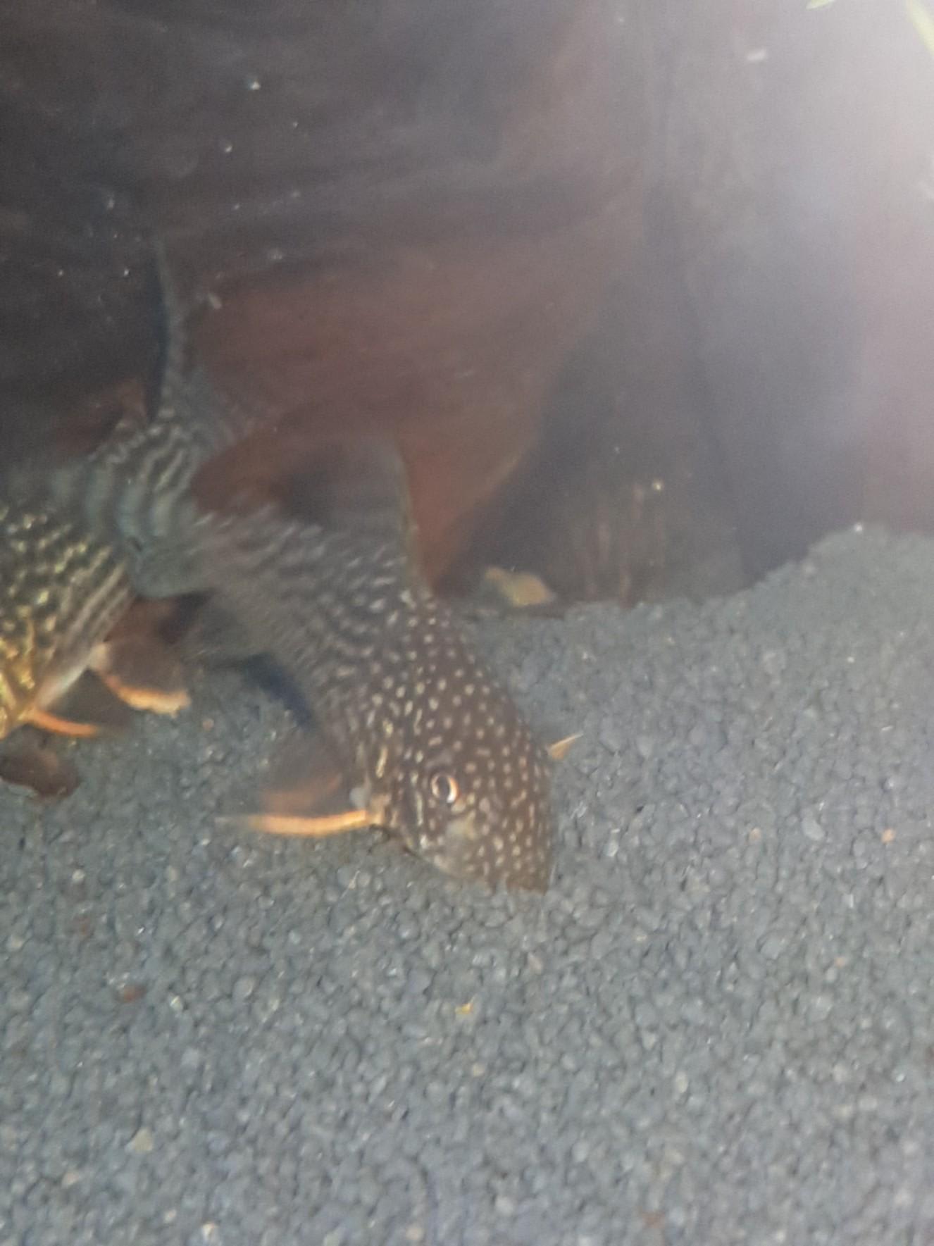 My fish have growths, tattered fins, flashing. What's wrong? | Petco