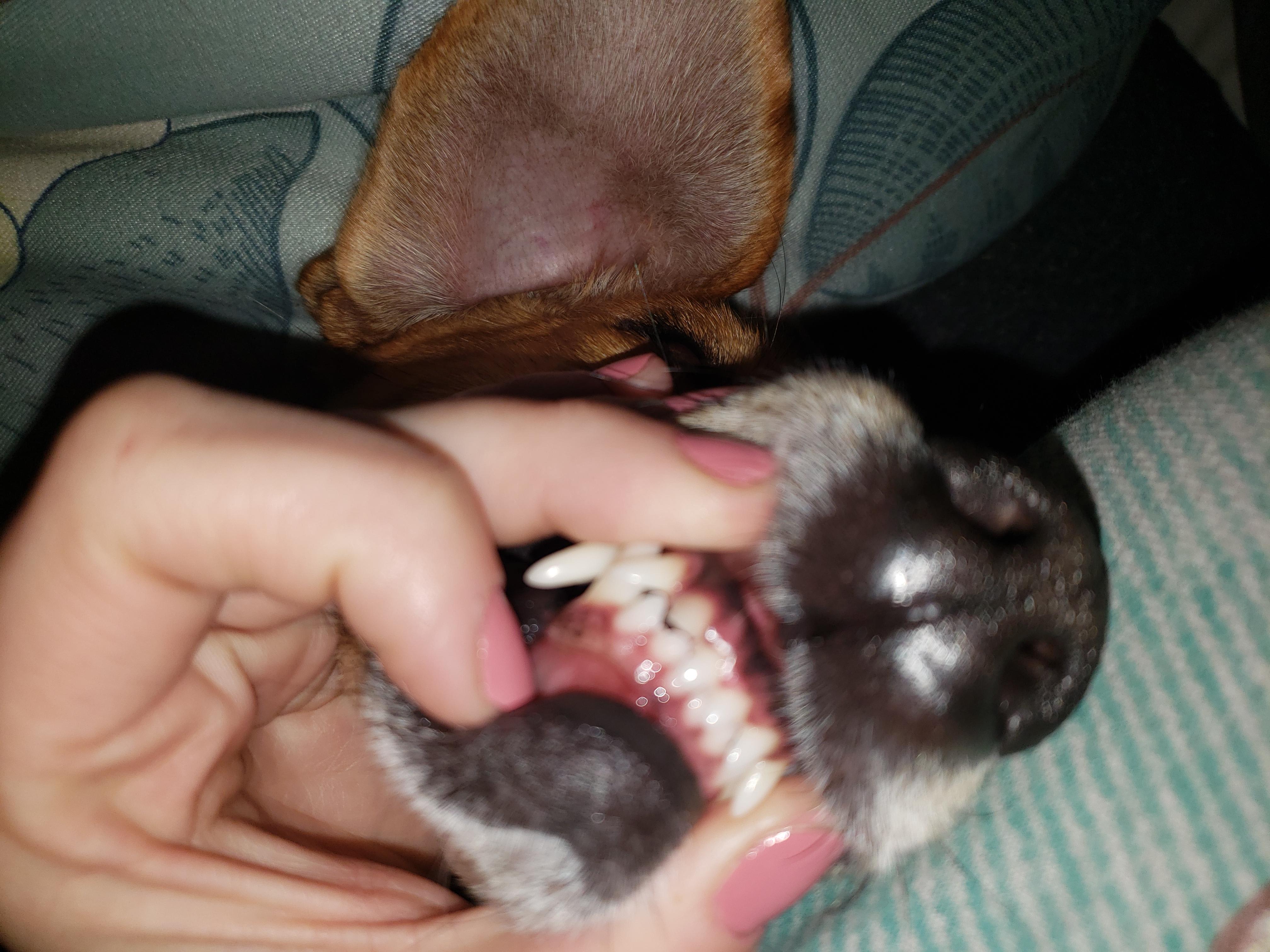 My Dog Chipped a Tooth with a Beige Dot? Vet Visit Guide | Petco