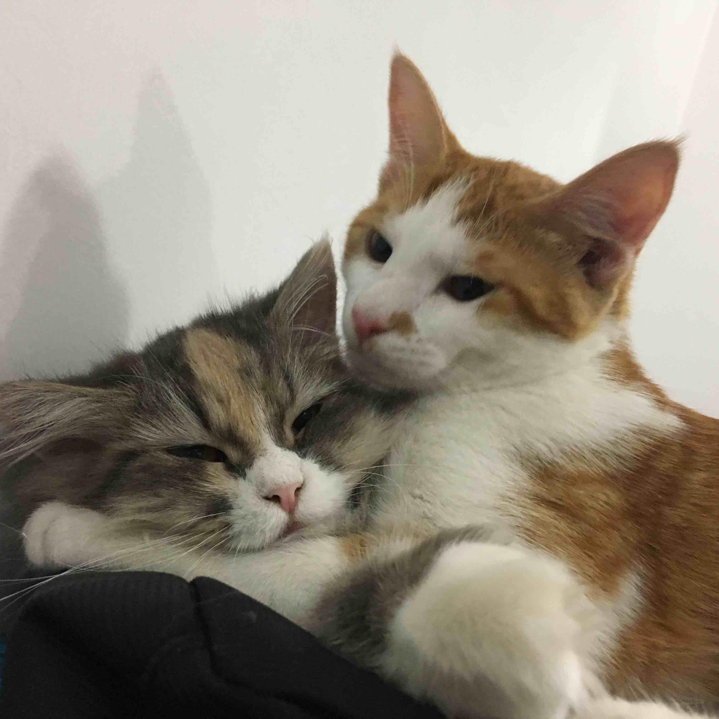 Why Won't My Cats Eat Dry Food But Love Wet? Are They Underfed? | Petco