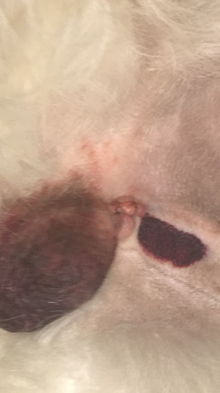 Why is my dog's neuter incision swollen and red? Infected? | Petco