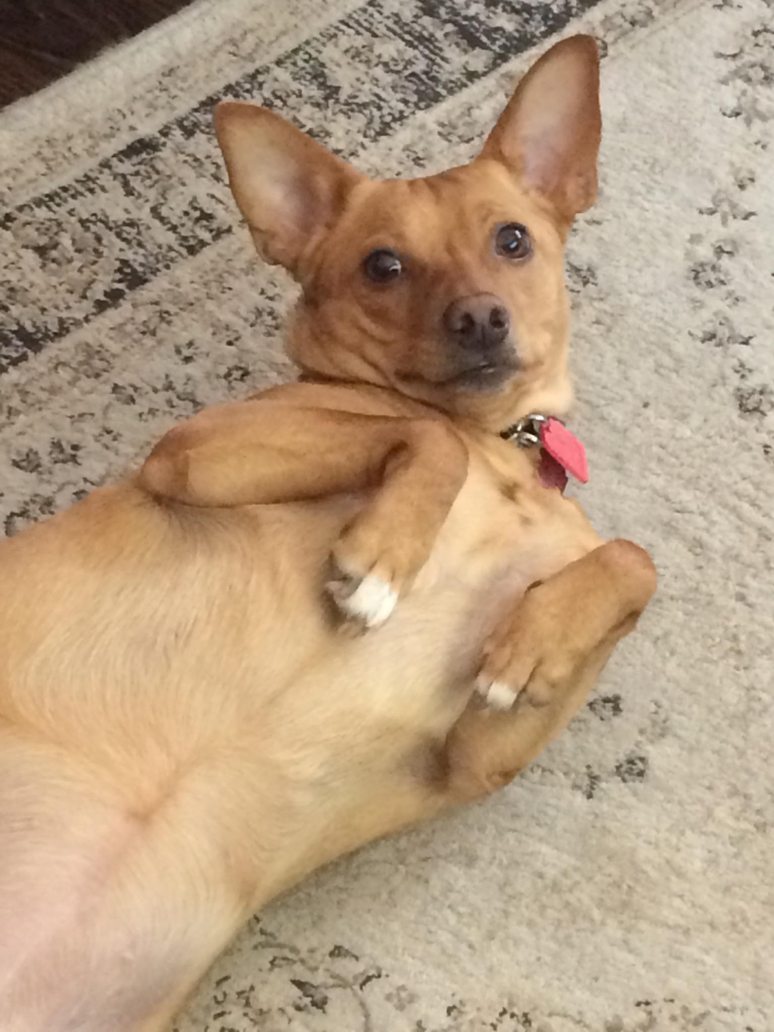 My dog ate a finger puppet arm. Induce vomiting or watch? | Petco