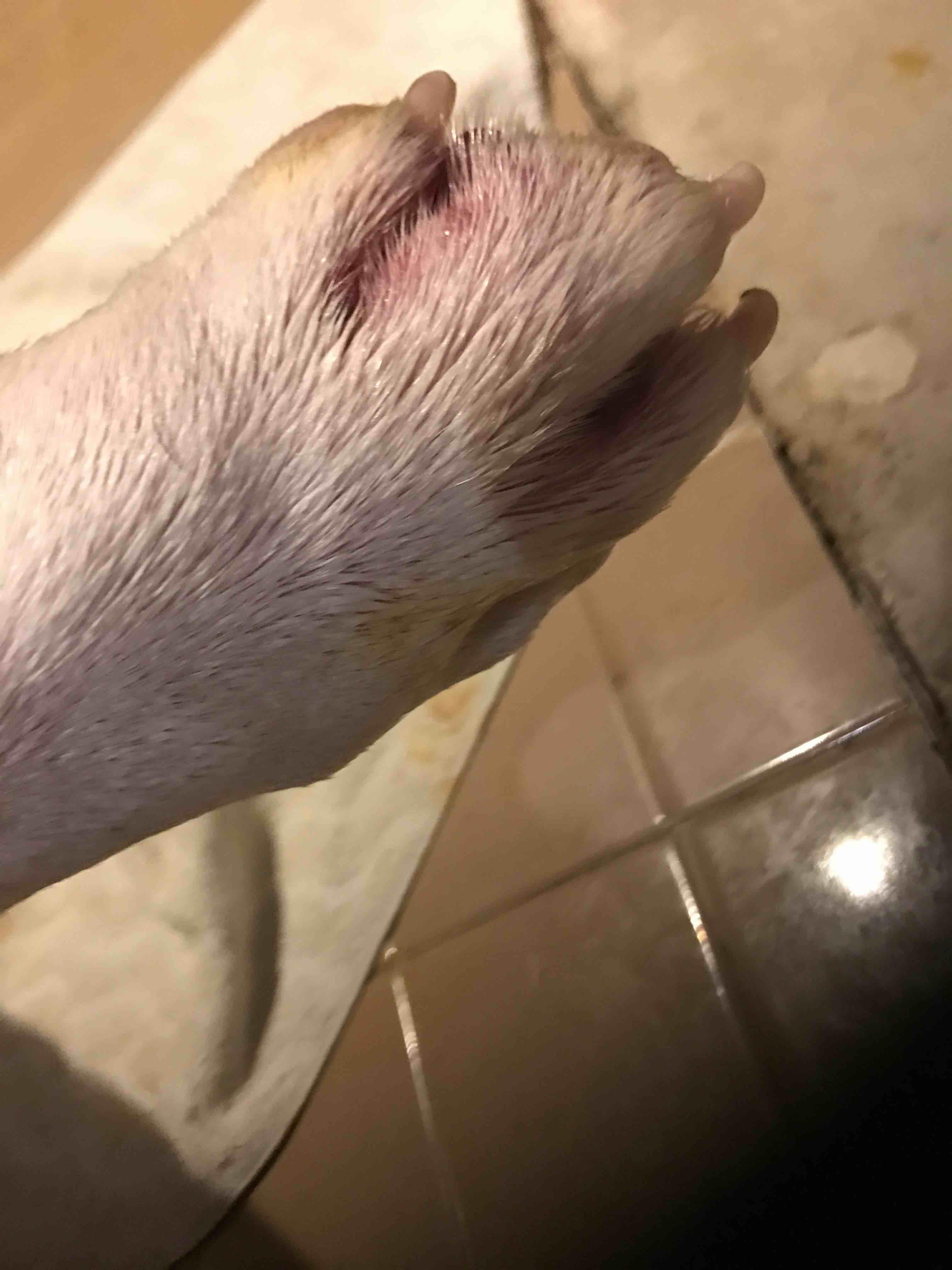 Why are my dog's paw pads bleeding, inflamed, painful to walk? | Petco