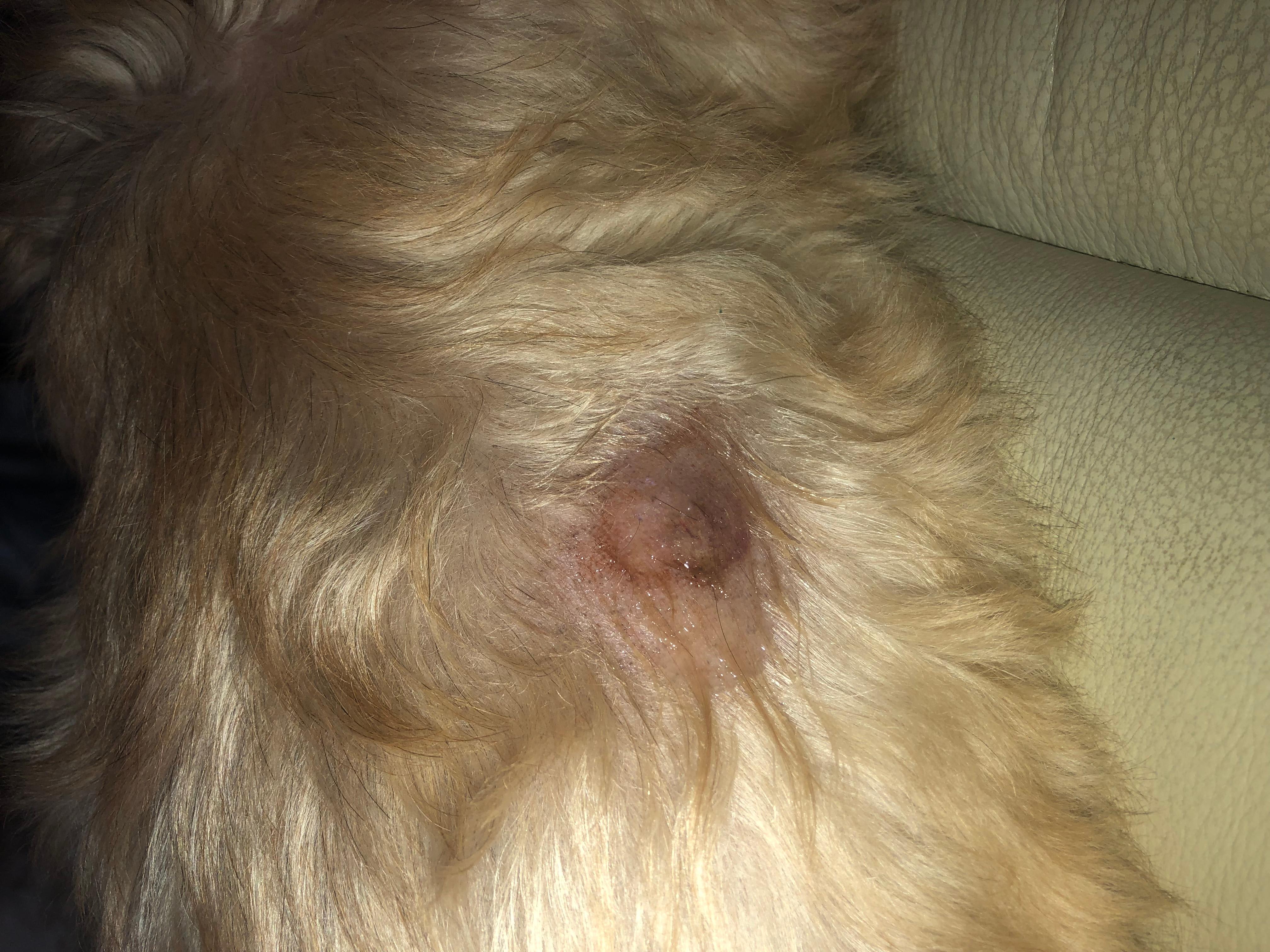 My dog has a bleeding lump. Is it an emergency or can it wait? | Petco