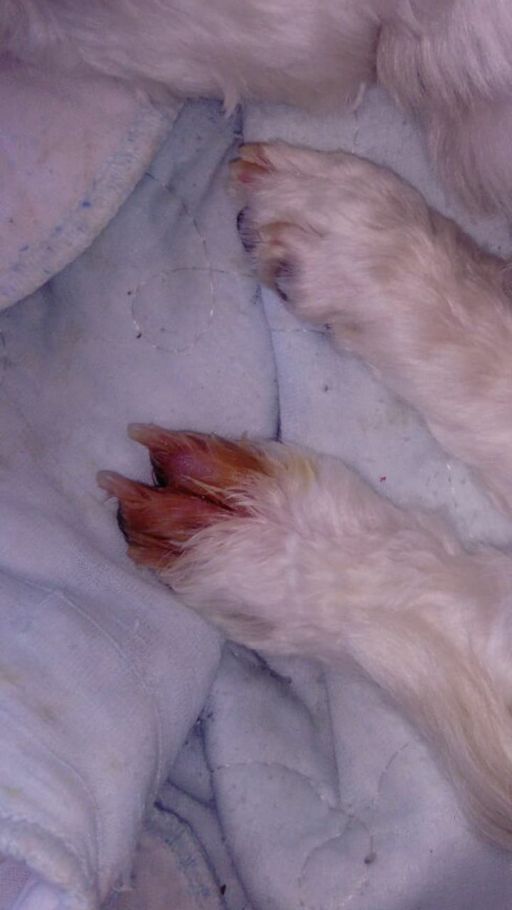 My Dog's Red, Itchy Paws Spreading? Could It Be Allergies? | Petco