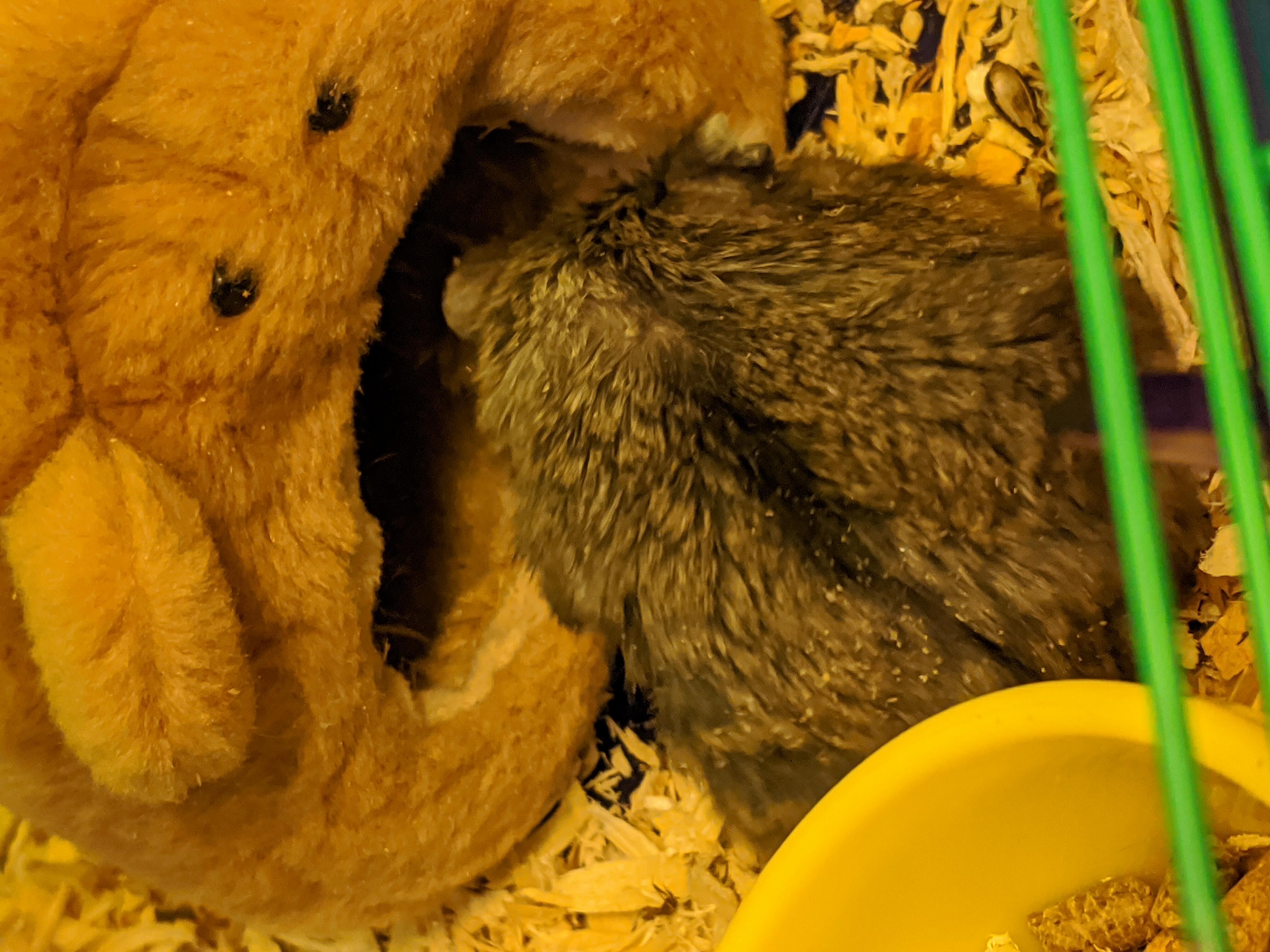 My hamster has red marks, won't stop scratching. What's wrong? | Petco