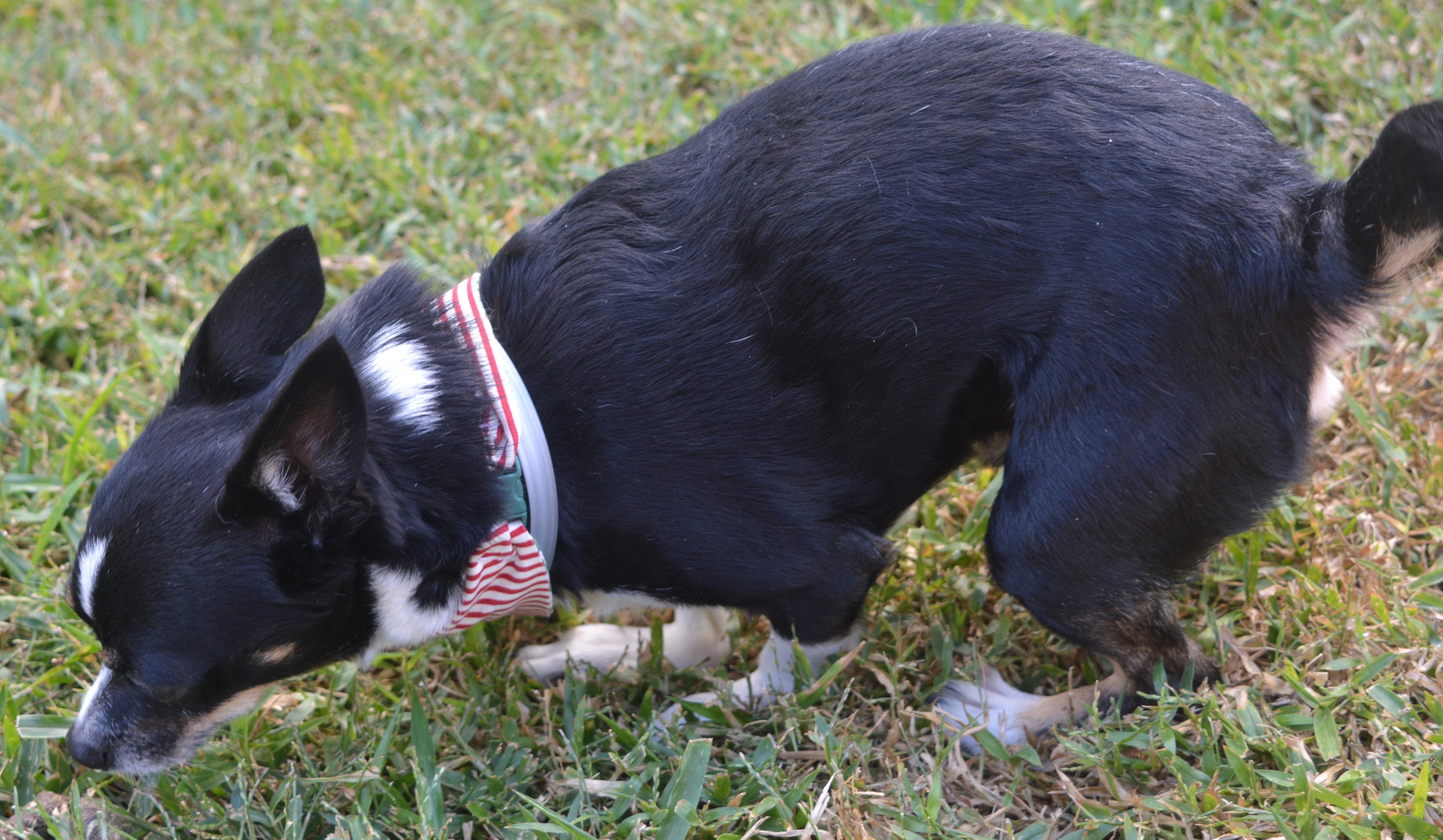 Adopting a dog with congenital leg issues: Treatable or worsening? | Petco