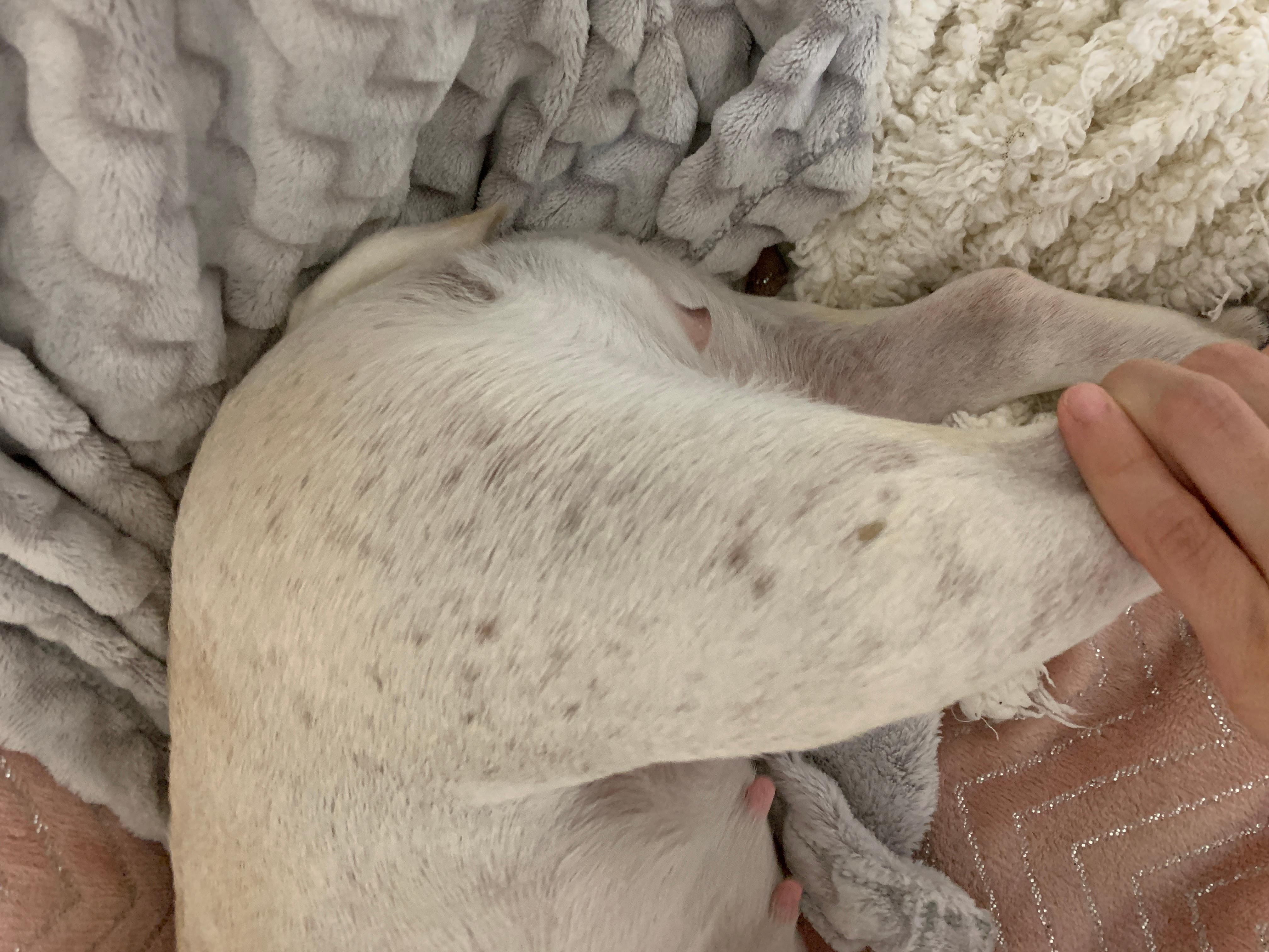 Dog Bumps & Hair Loss on Legs: Could it Be Allergies? | Petco