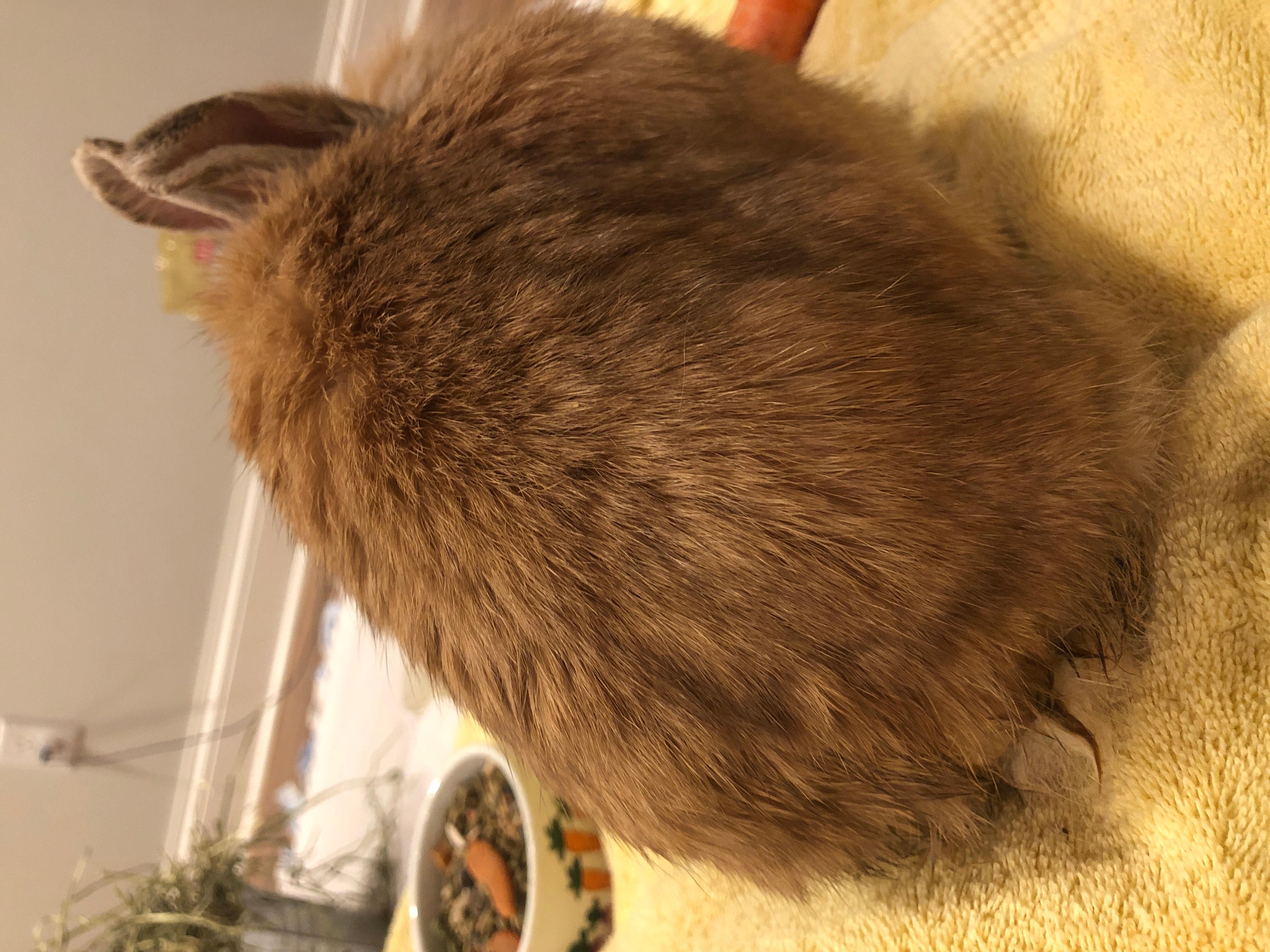 Why is my rabbit sick, not eating, has diarrhea, and in pain? | Petco