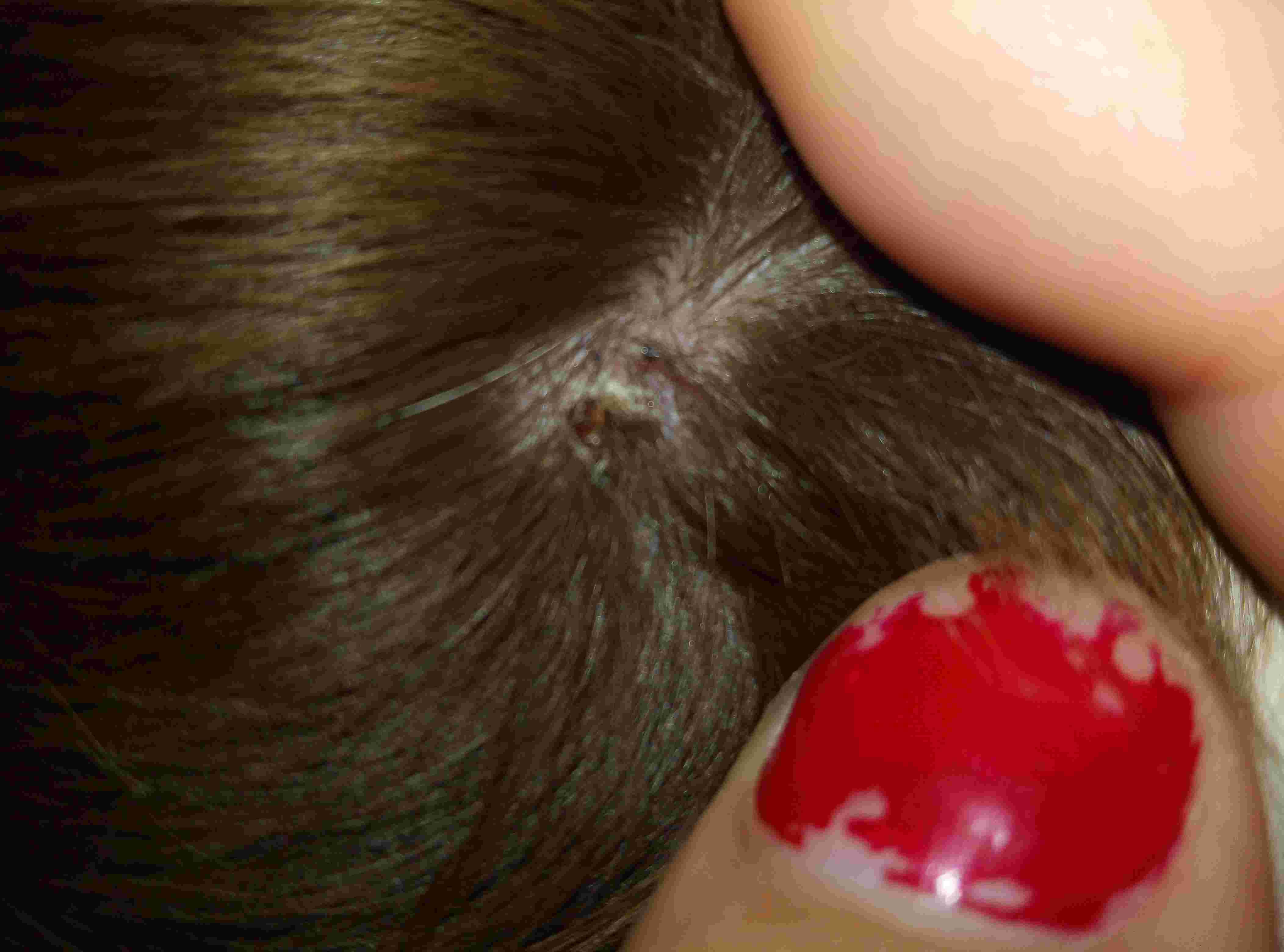 How to Tell if a Dog's Head Bump is a Tick or a Scab | Petco