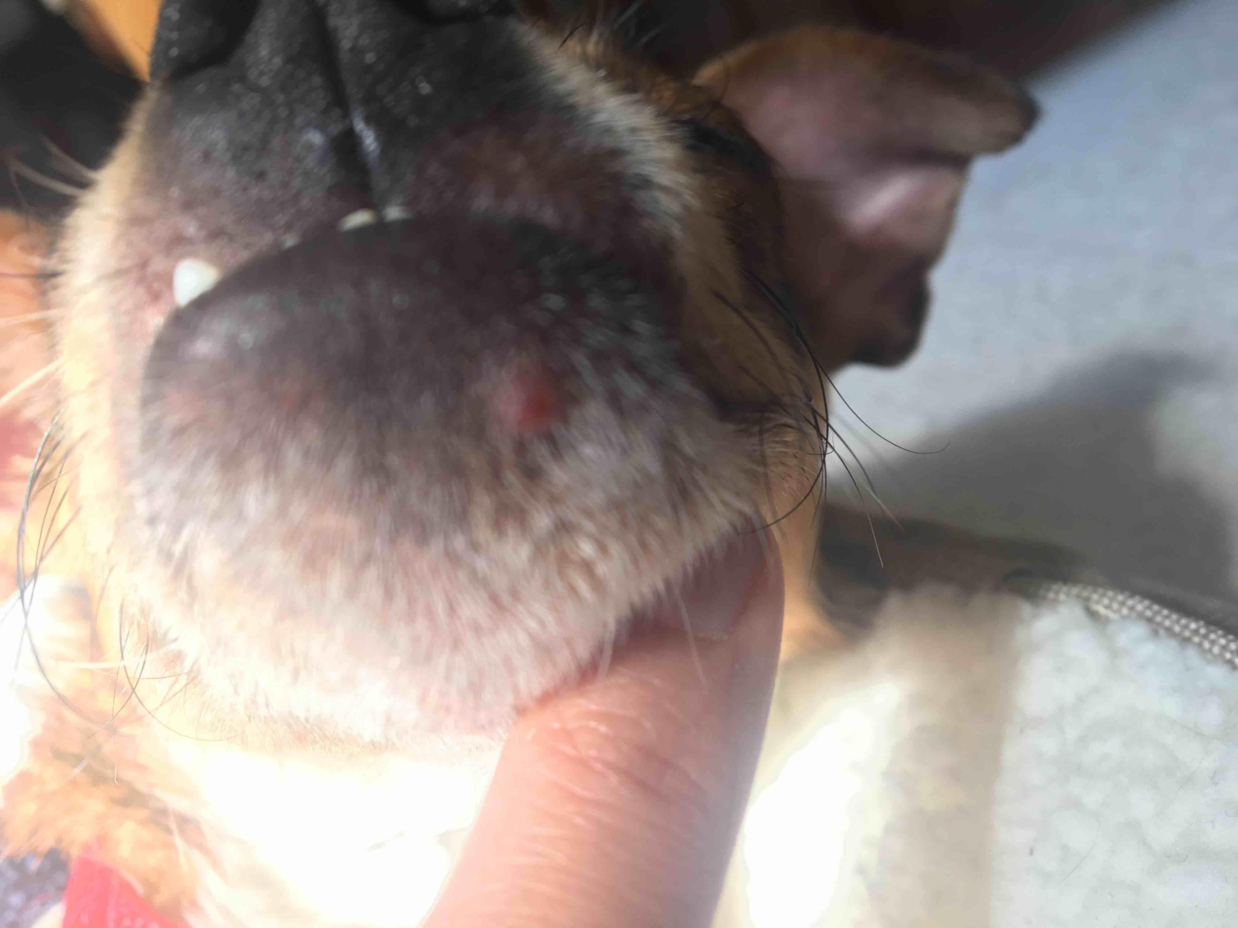 My Dog's Chin Bump, Dandruff, Itching, Shedding: What's Wrong? | Petco