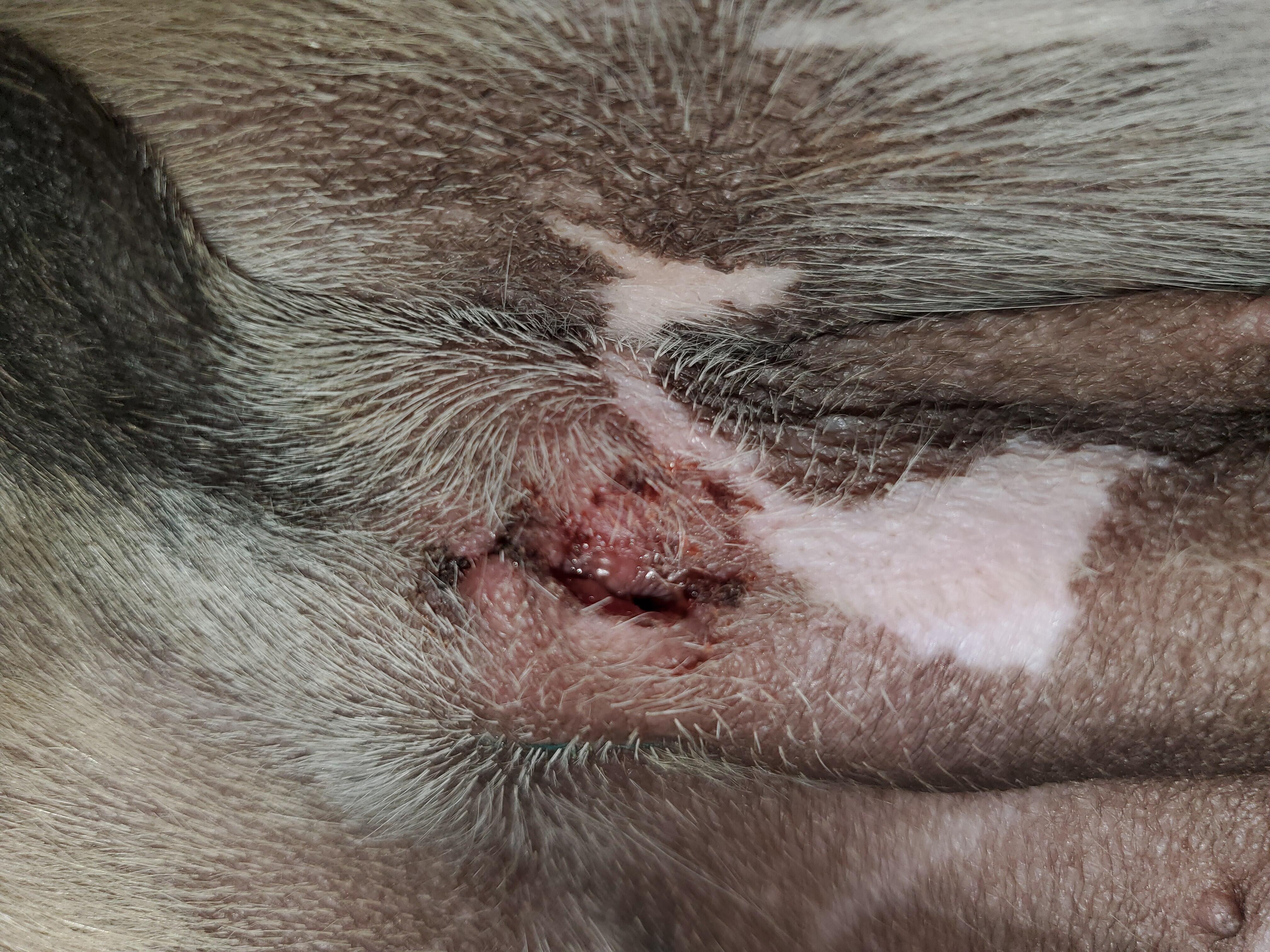 My Dog's Neuter Incision Looks Open: Is This Normal or Concerning? | Petco